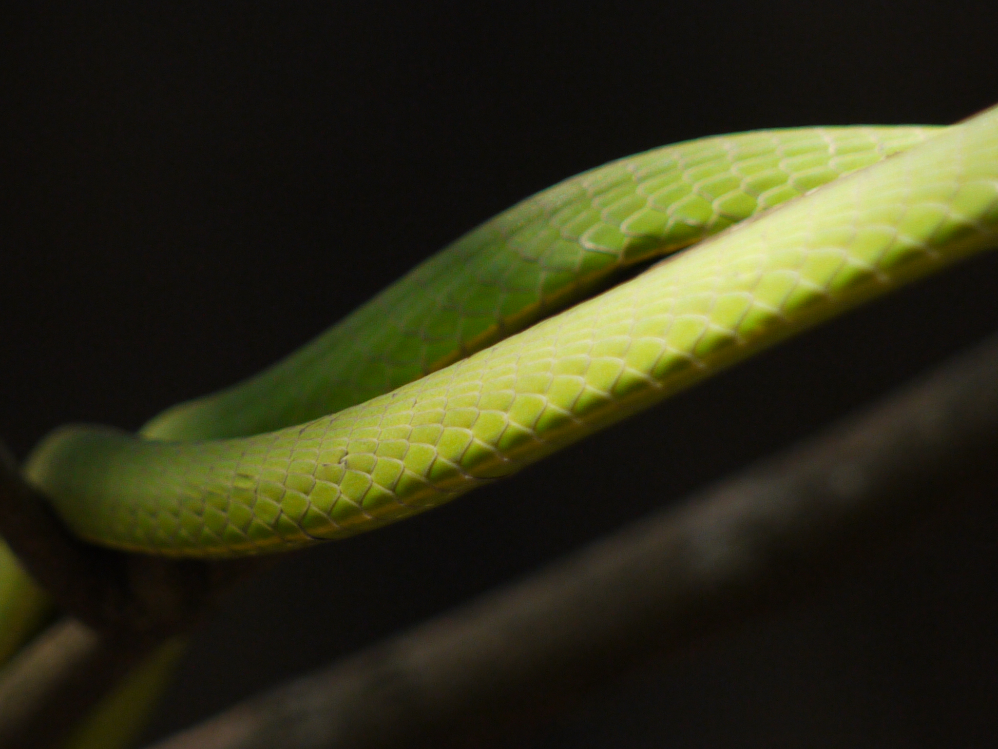 Green Vine Snake Ahaetulla Nasuta Wallpapers - Wallpaper Cave