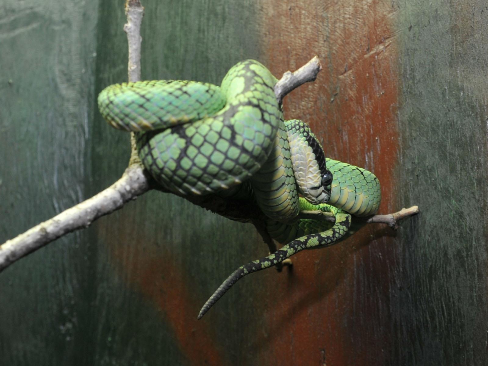 White-lipped Pit Viper Snake Tree Wallpapers - Wallpaper Cave
