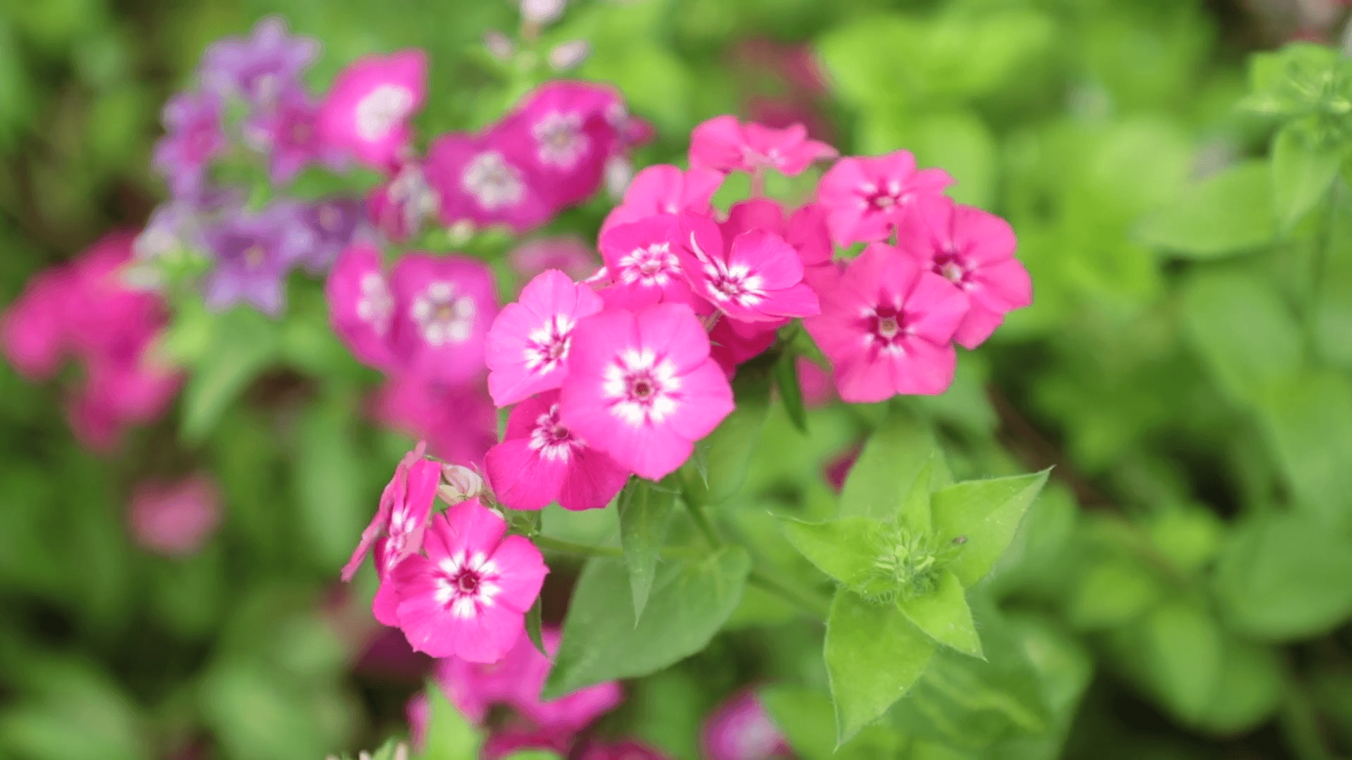 Red And White Verbena Wallpapers - Wallpaper Cave