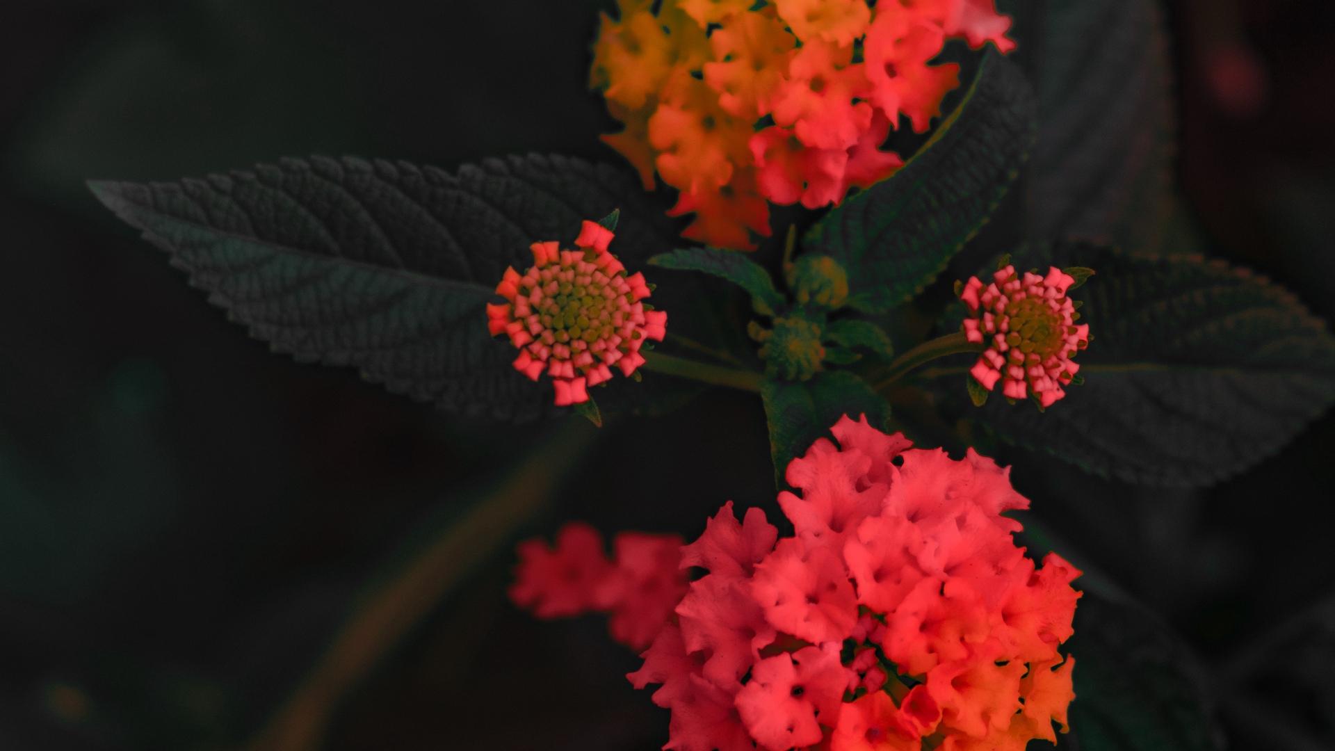 Red And White Verbena Wallpapers - Wallpaper Cave
