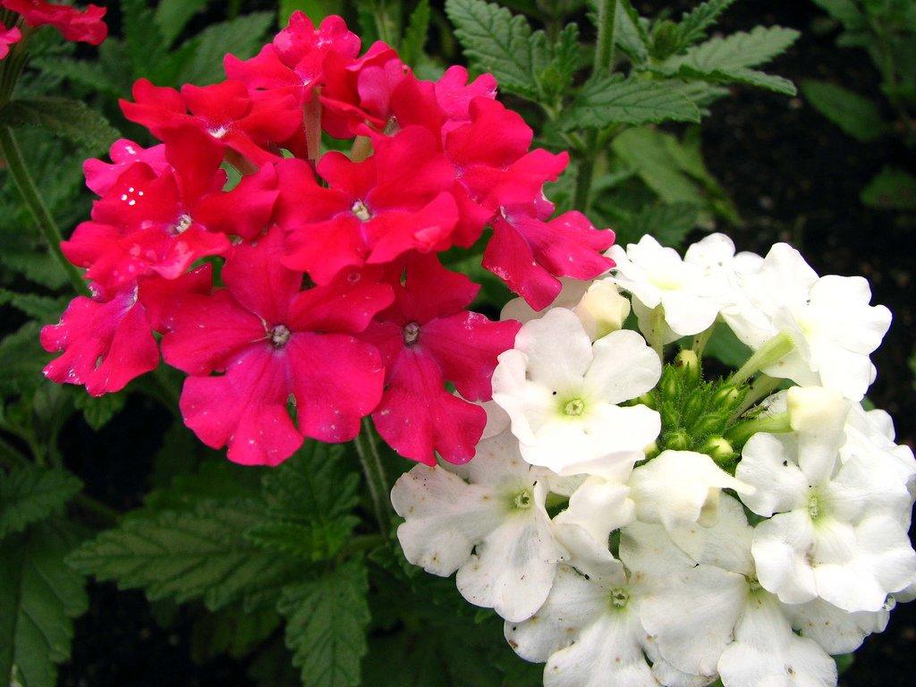 Red And White Verbena Wallpapers - Wallpaper Cave