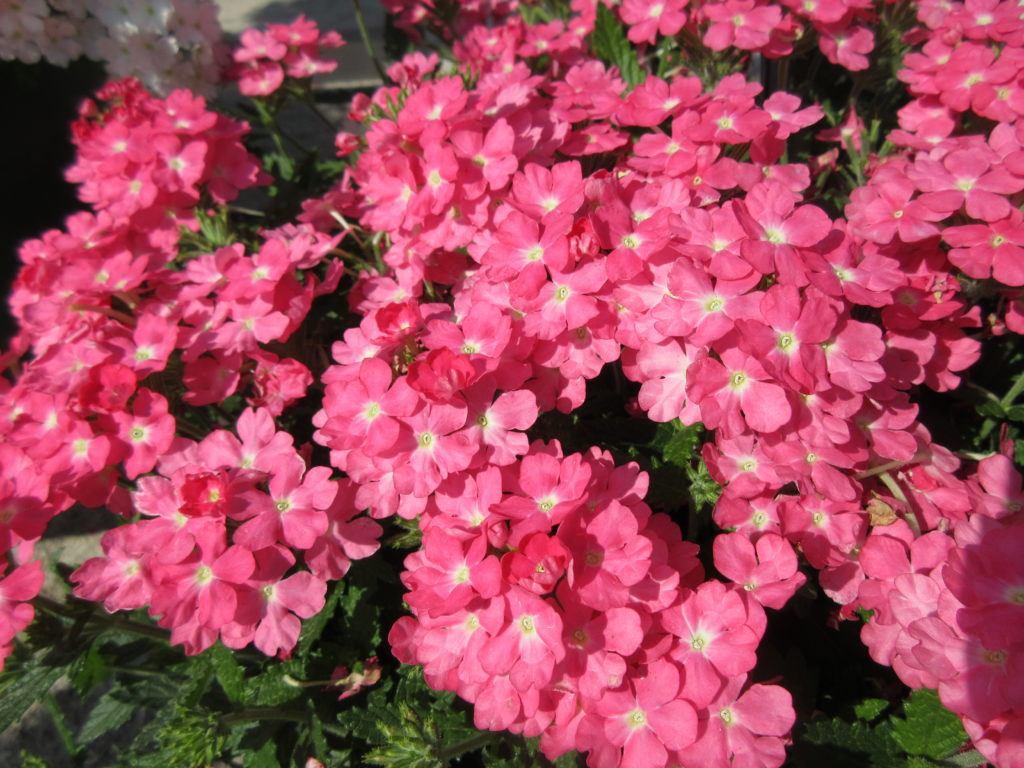 Red And White Verbena Wallpapers - Wallpaper Cave