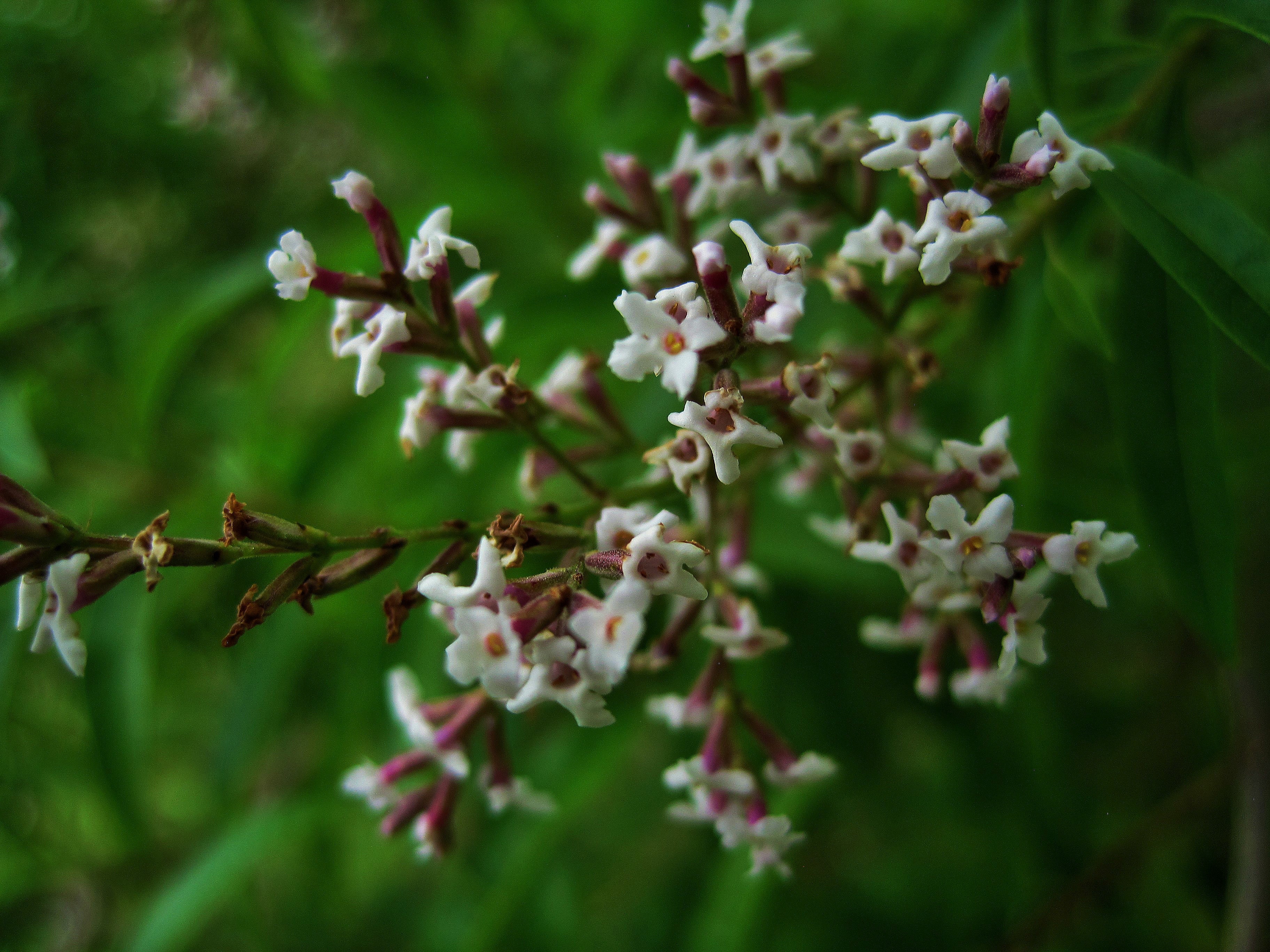 Red And White Verbena Wallpapers - Wallpaper Cave