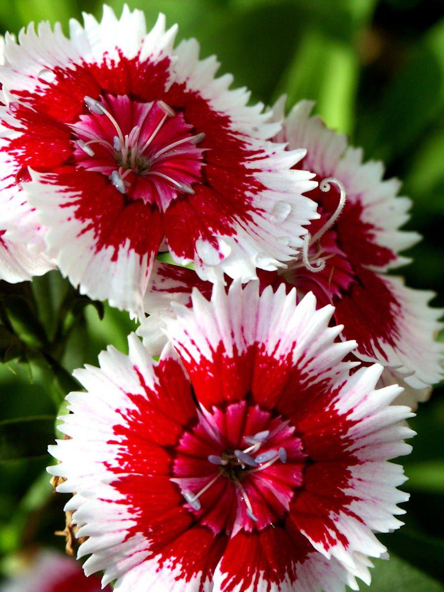 Red And White Verbena Wallpapers - Wallpaper Cave