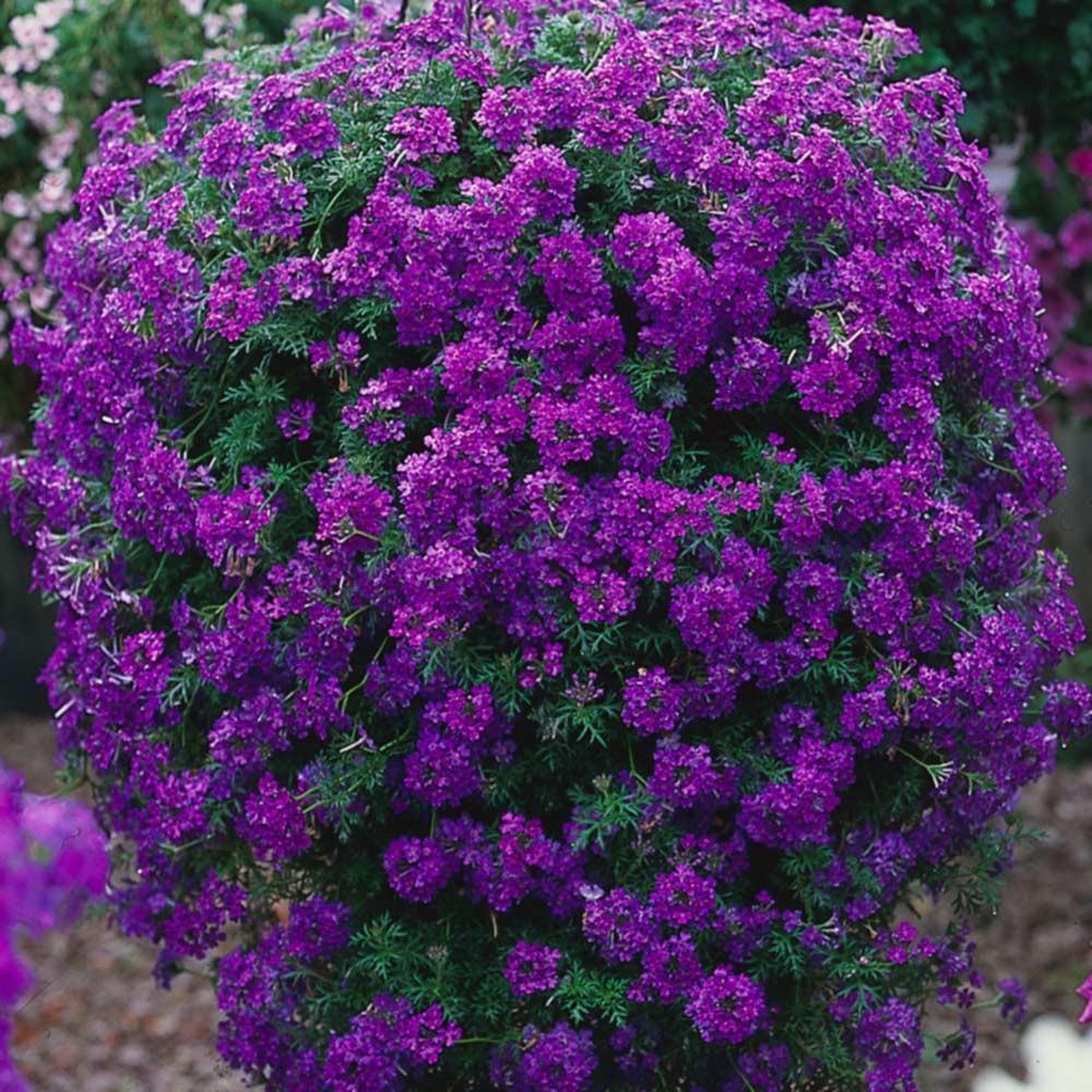 Red And White Verbena Wallpapers - Wallpaper Cave