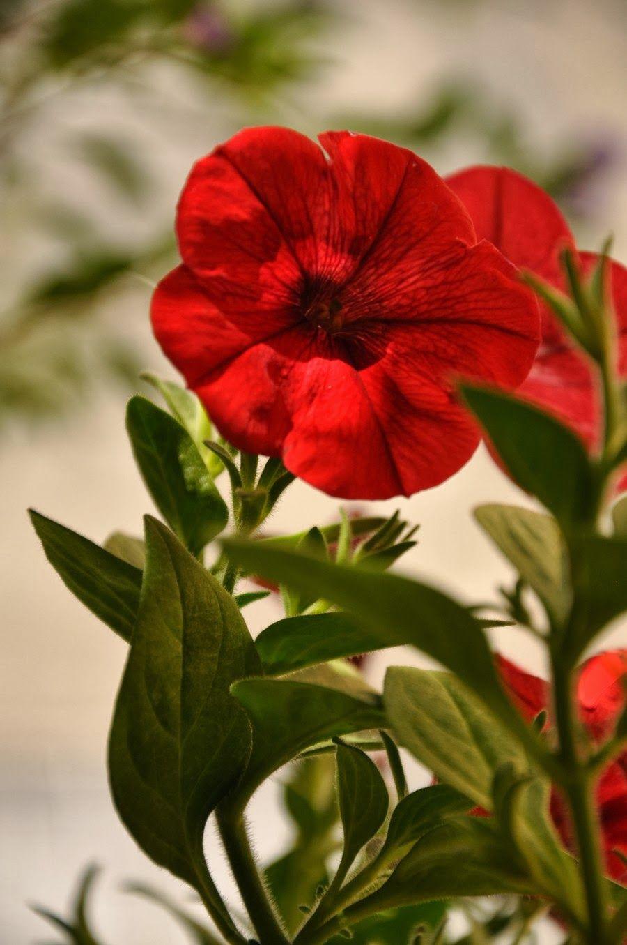 Butterfly And Petunias Wallpapers - Wallpaper Cave
