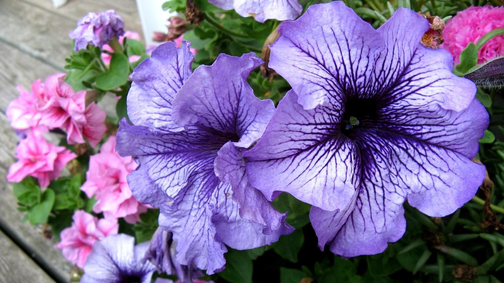 Butterfly And Petunias Wallpapers - Wallpaper Cave