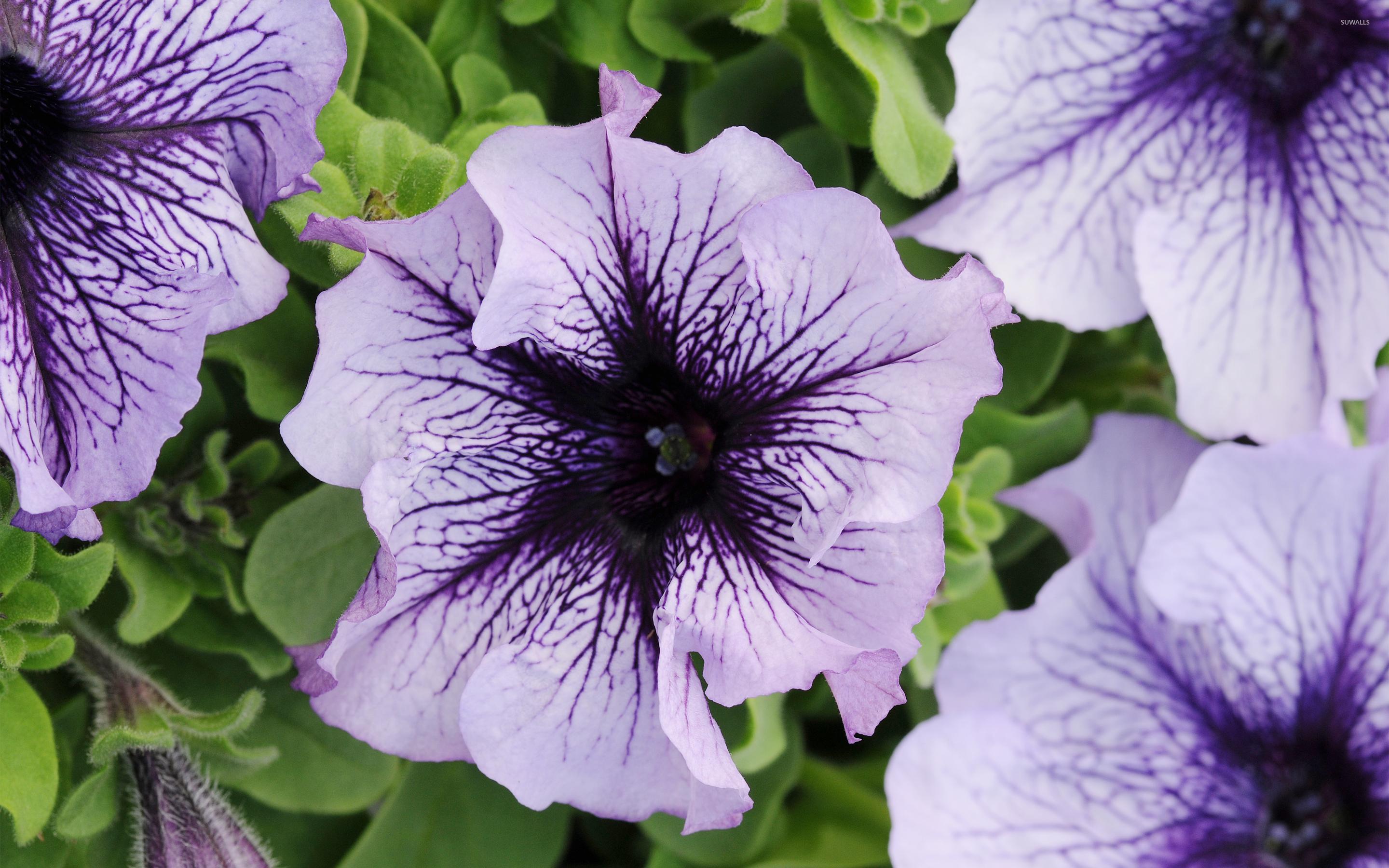 Butterfly And Petunias Wallpapers - Wallpaper Cave