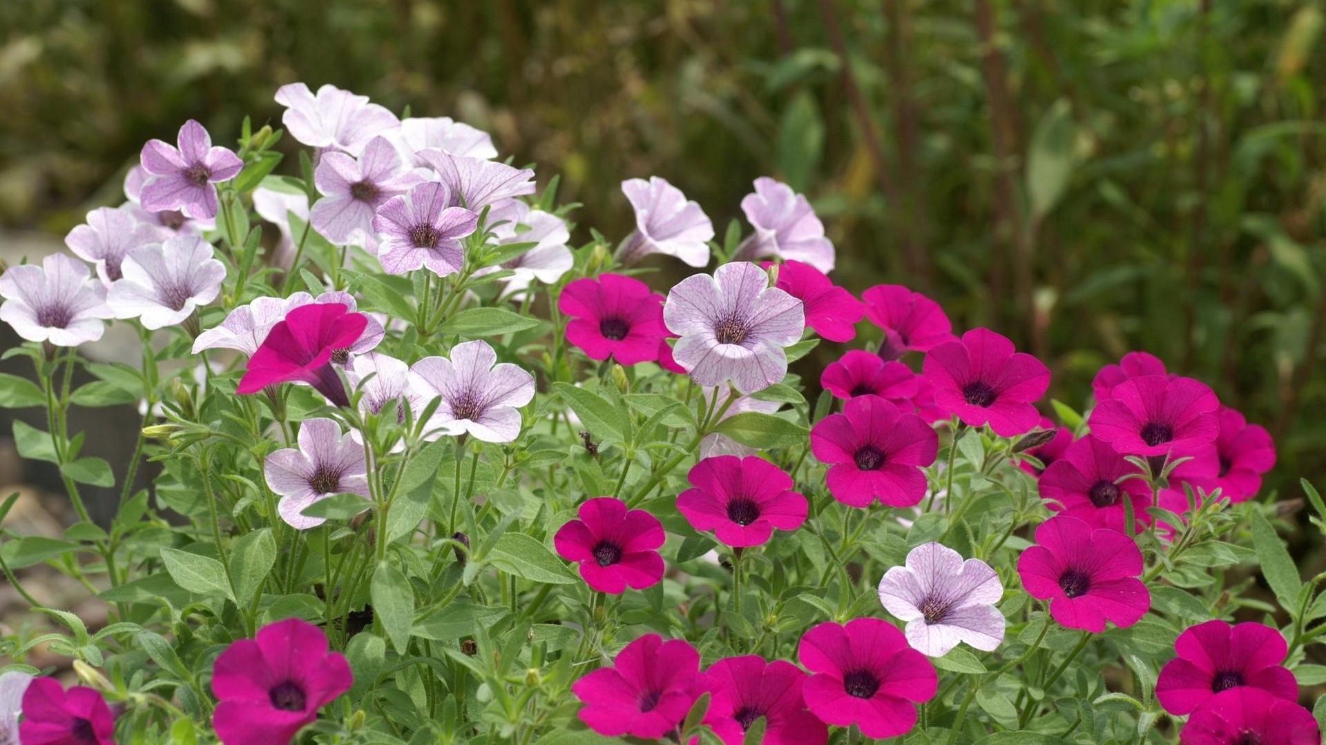Butterfly And Petunias Wallpapers - Wallpaper Cave