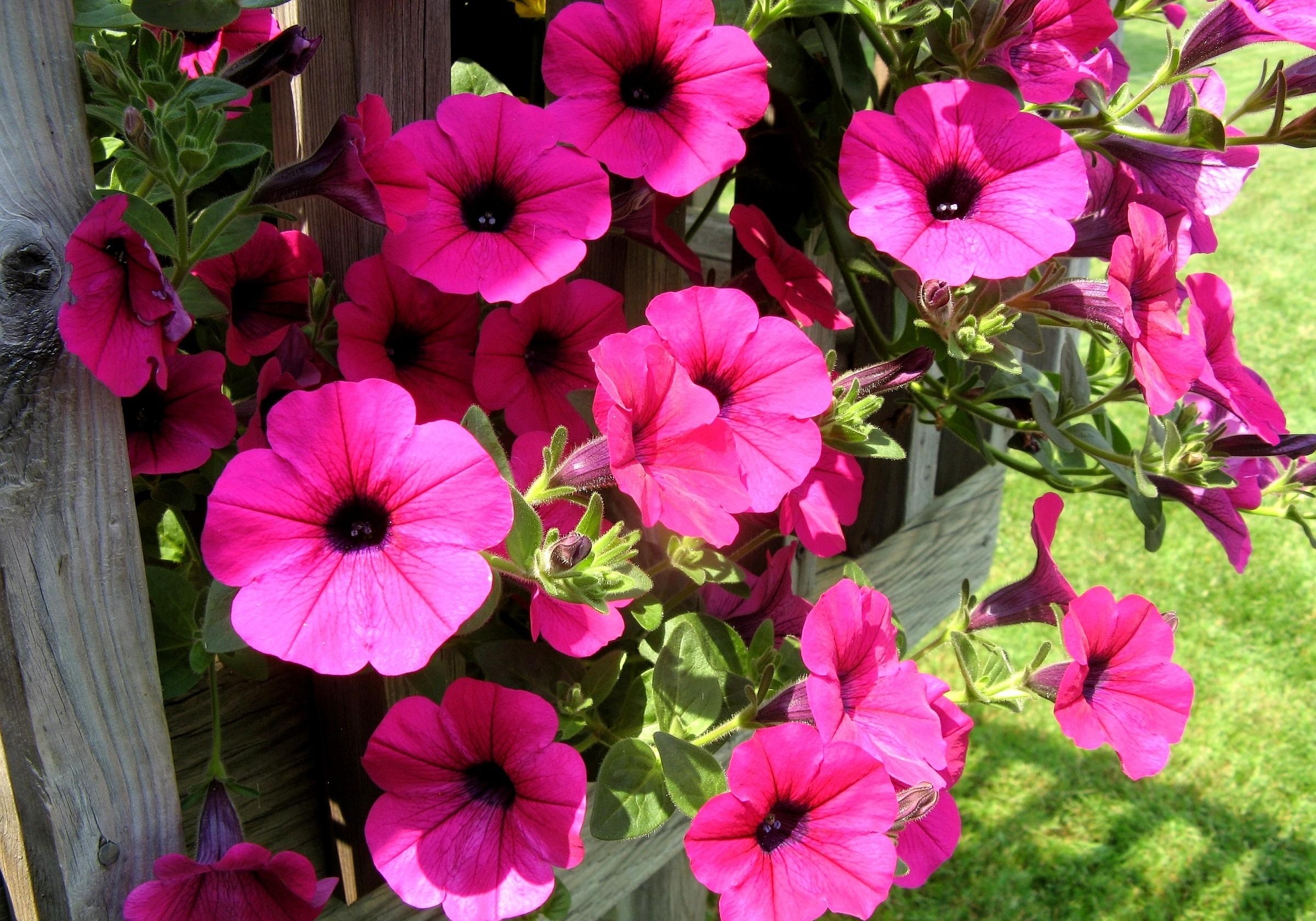 Butterfly And Petunias Wallpapers - Wallpaper Cave