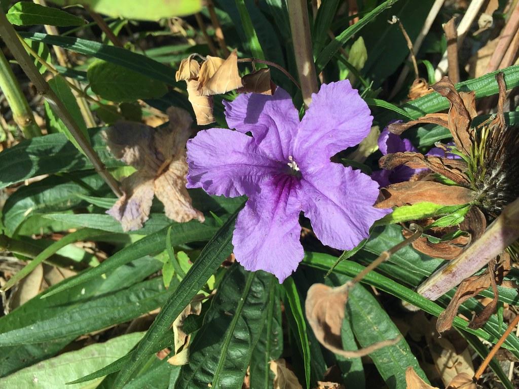 Butterfly And Petunias Wallpapers - Wallpaper Cave