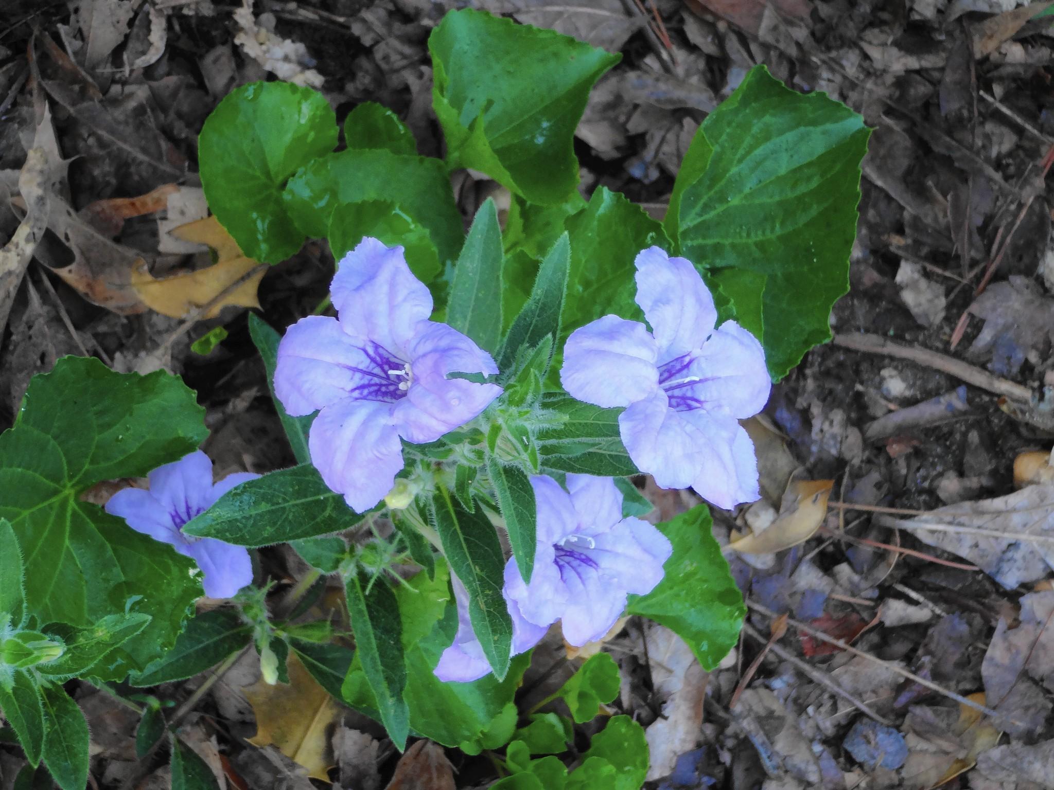Butterfly And Petunias Wallpapers - Wallpaper Cave