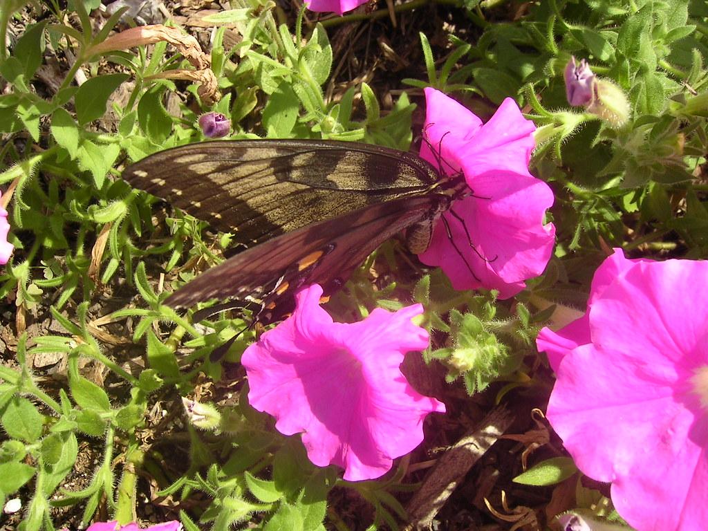 Butterfly And Petunias Wallpapers - Wallpaper Cave