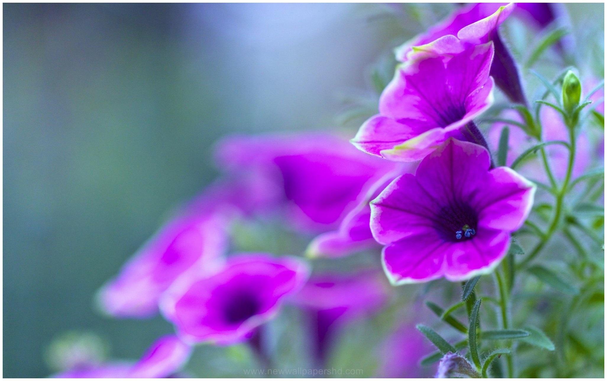 Butterfly And Petunias Wallpapers - Wallpaper Cave