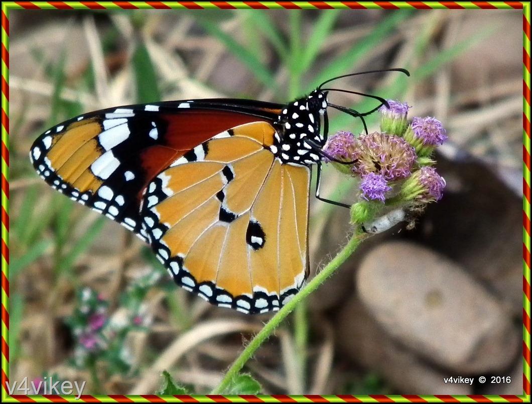 Butterfly And Petunias Wallpapers - Wallpaper Cave