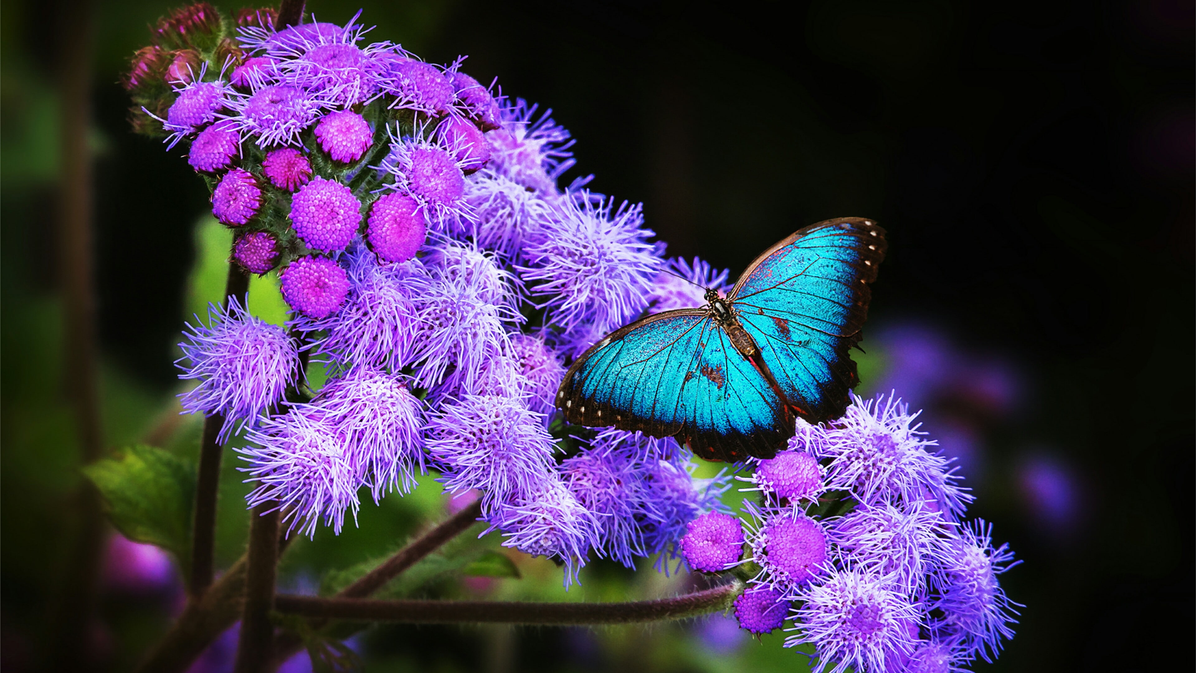 Butterfly And Petunias Wallpapers - Wallpaper Cave