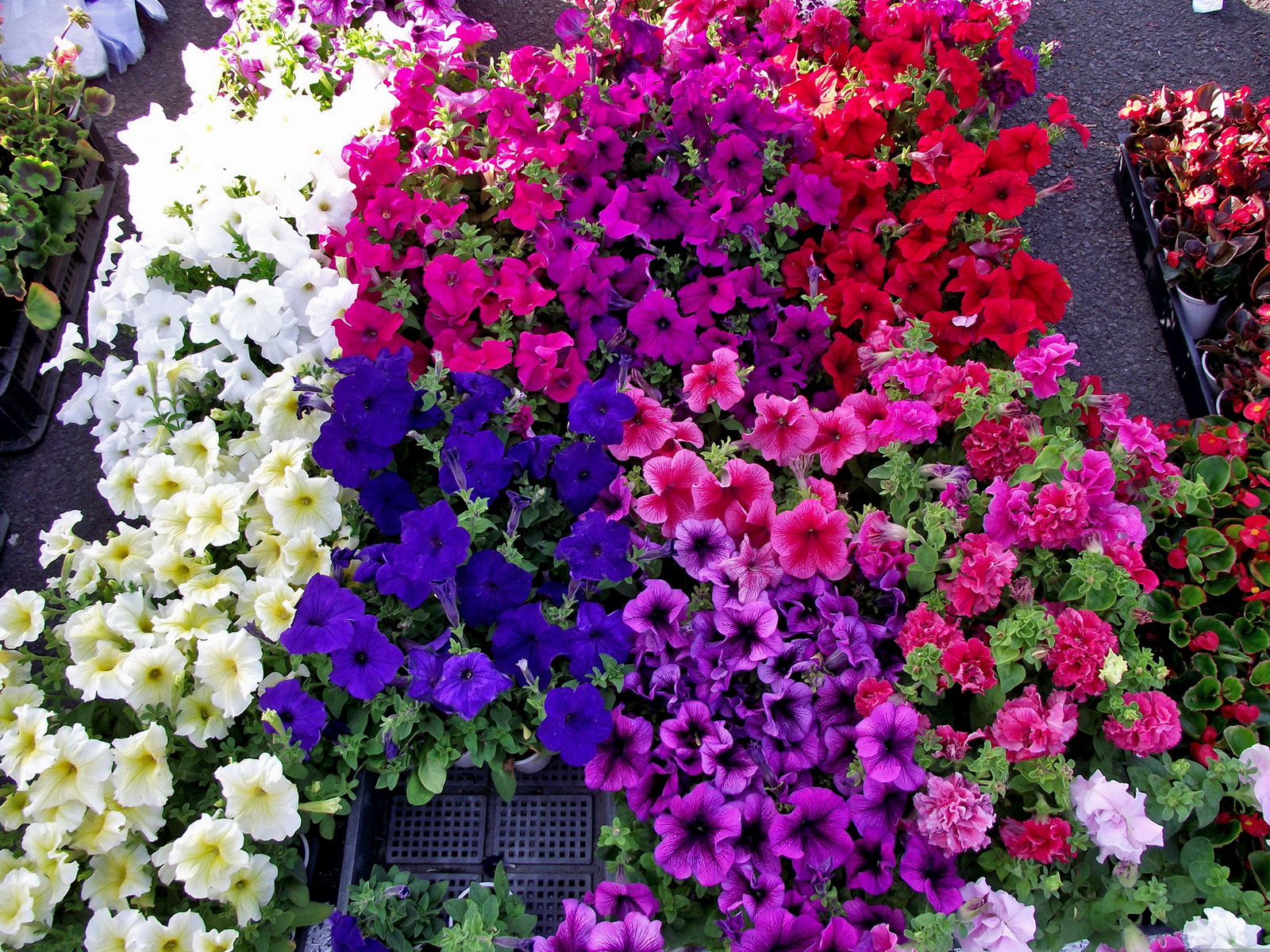 Butterfly And Petunias Wallpapers - Wallpaper Cave