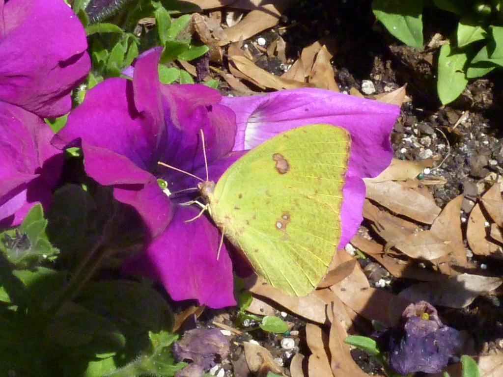 Butterfly And Petunias Wallpapers - Wallpaper Cave