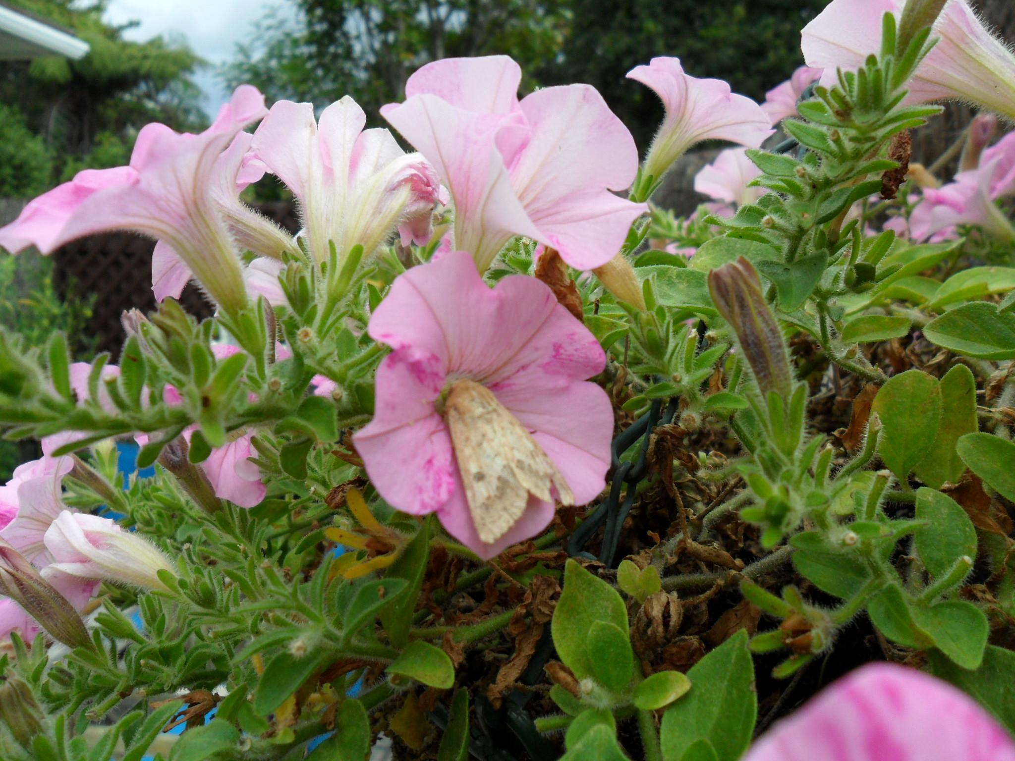 Butterfly And Petunias Wallpapers - Wallpaper Cave