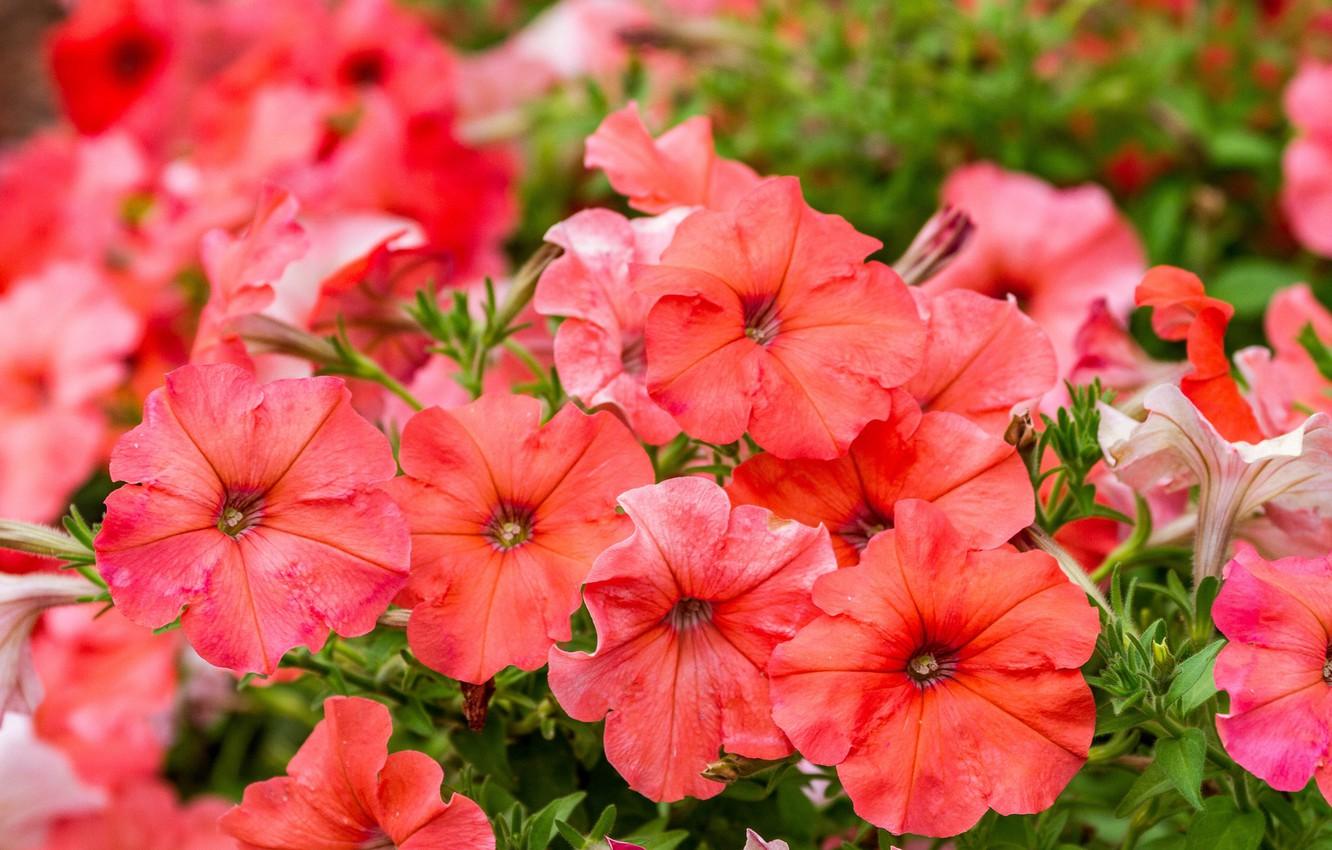 Butterfly And Petunias Wallpapers - Wallpaper Cave