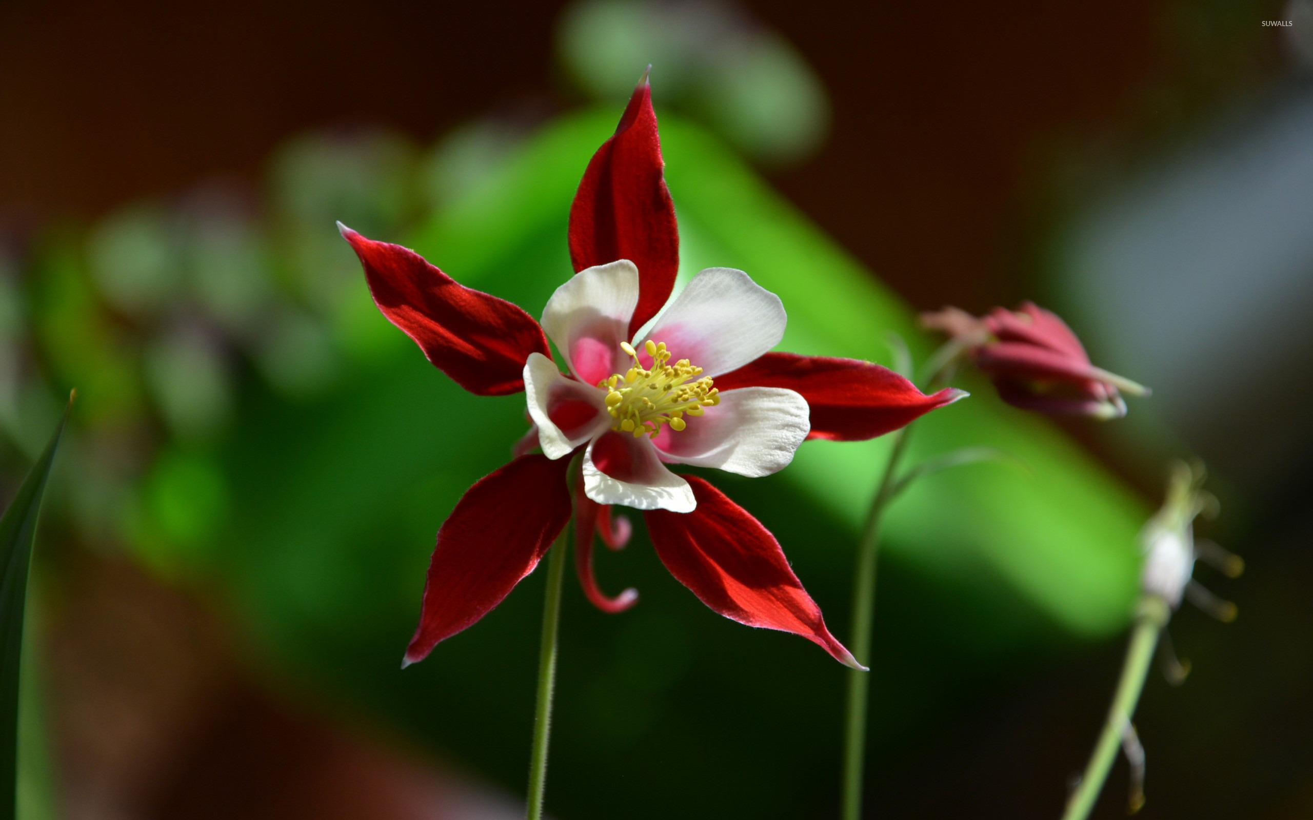 Pretty Columbines Wallpapers - Wallpaper Cave