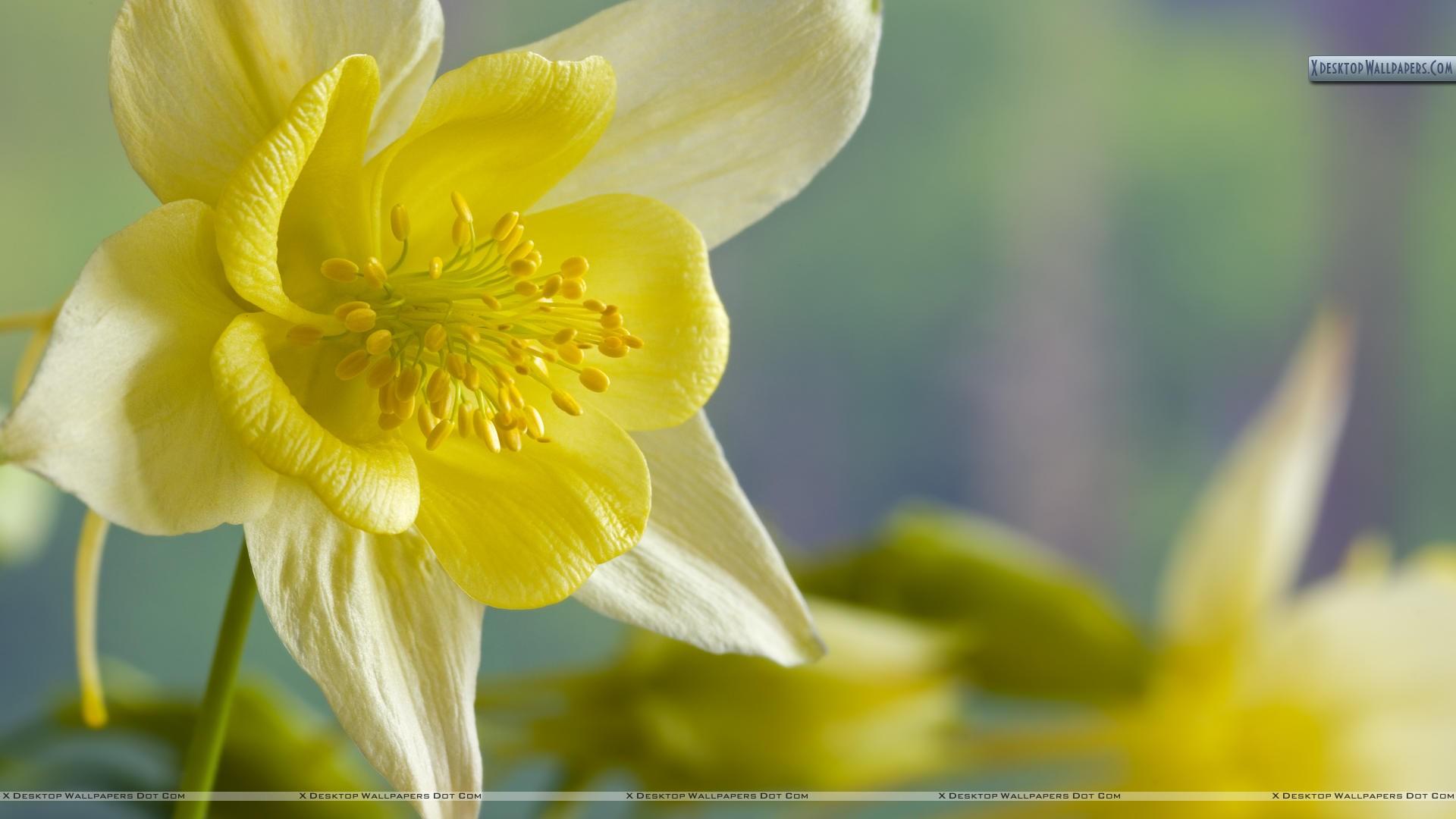 Pretty Columbines Wallpapers - Wallpaper Cave