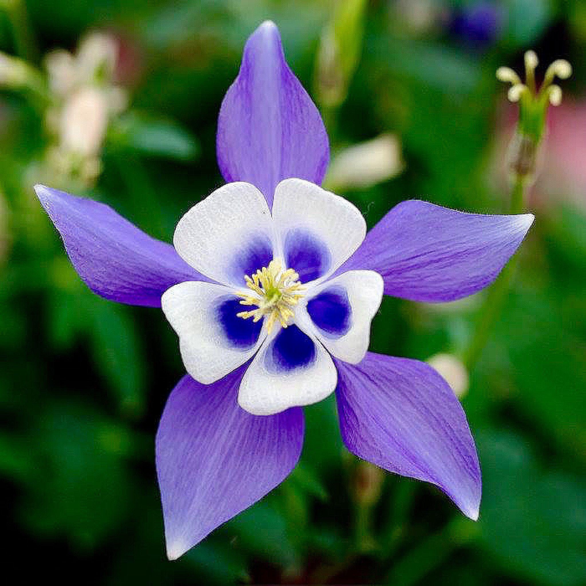 Pretty Columbines Wallpapers - Wallpaper Cave
