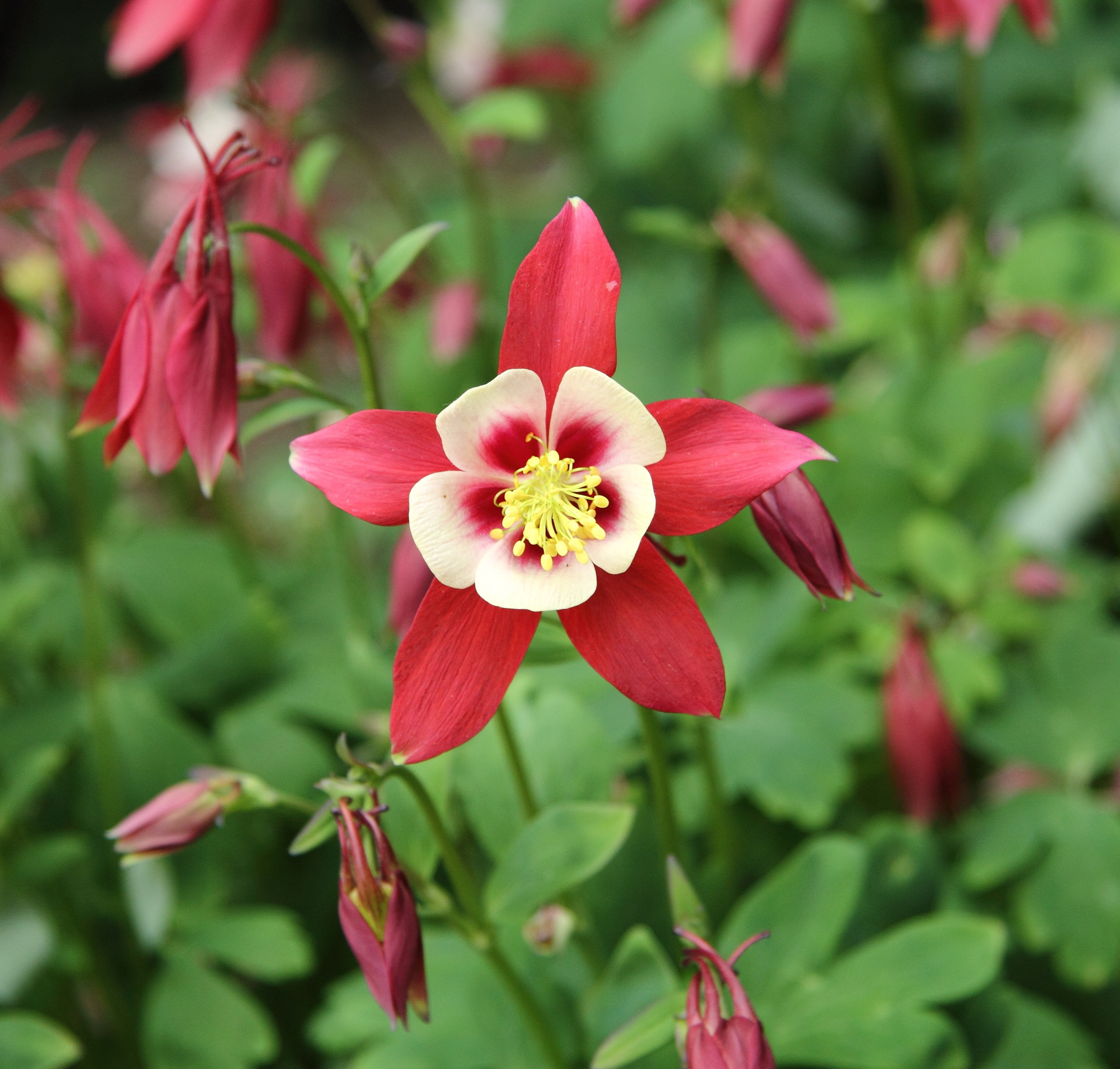 Pretty Columbines Wallpapers - Wallpaper Cave