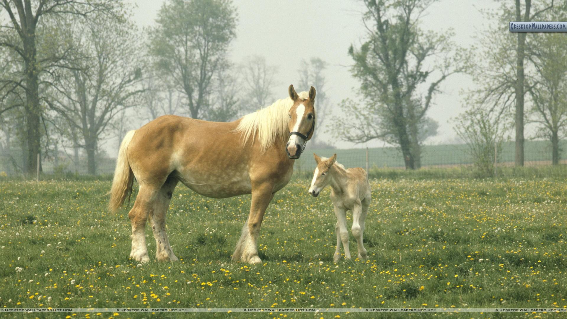 Mare Animal Wallpapers - Wallpaper Cave