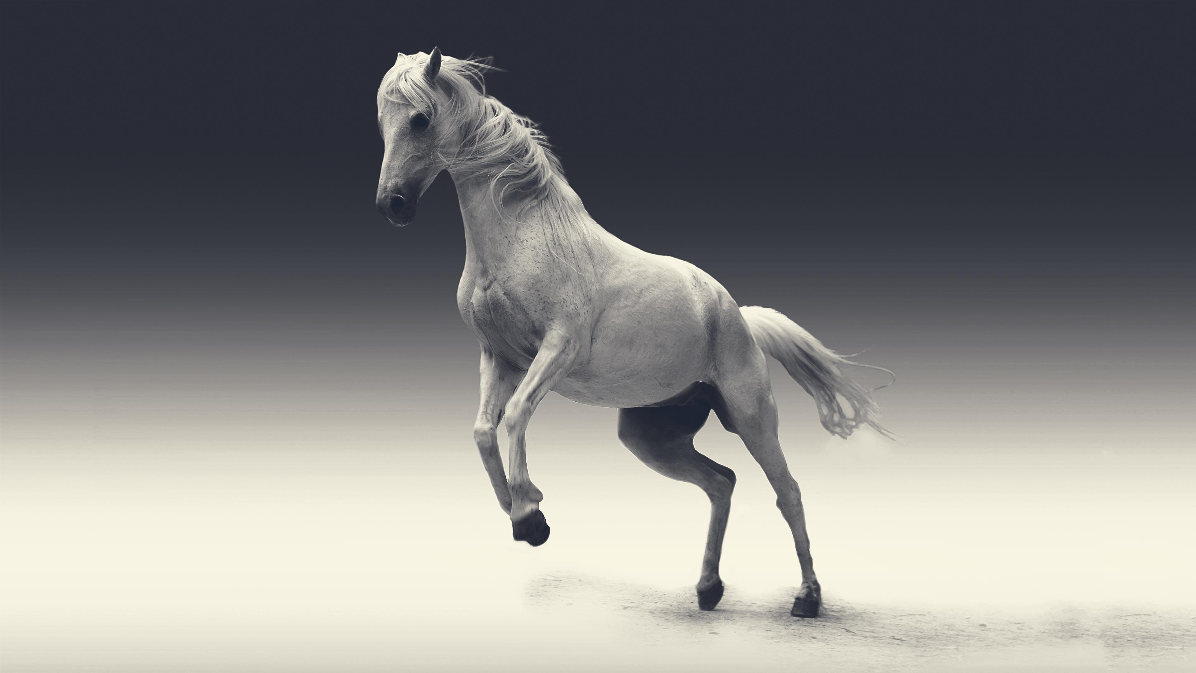 Mare Animal Wallpapers - Wallpaper Cave