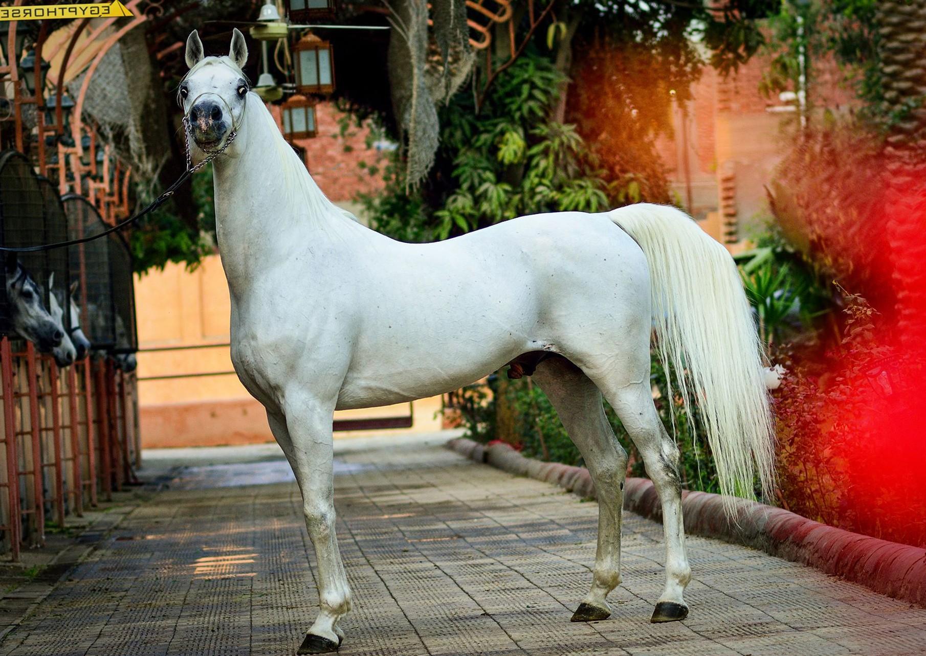 Mare Animal Wallpapers - Wallpaper Cave