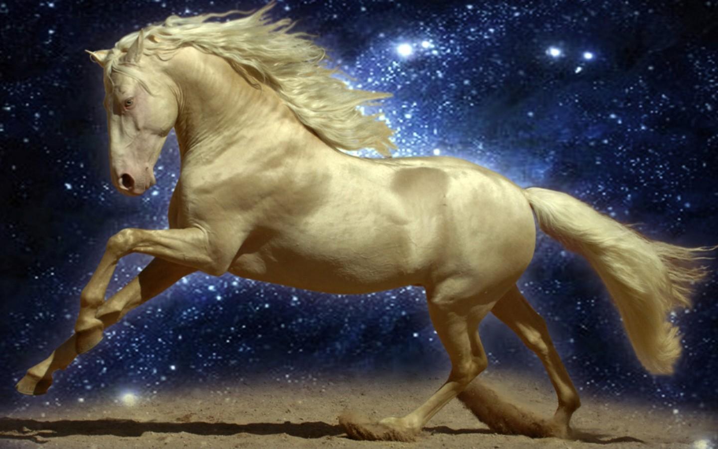 Mare Animal Wallpapers - Wallpaper Cave