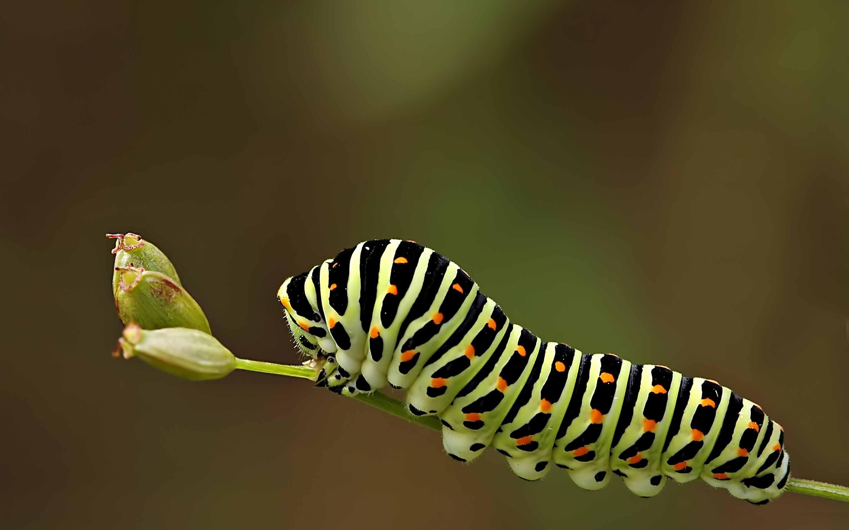 Cute Insect Wallpapers - Wallpaper Cave