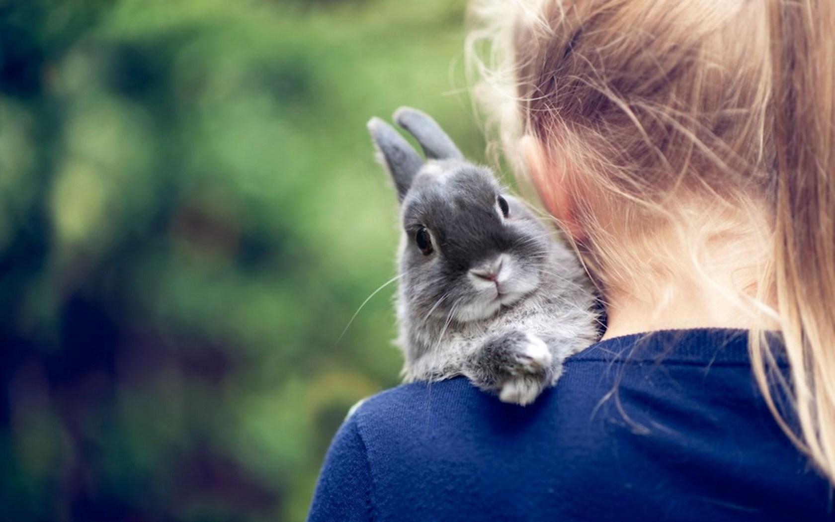 Girl With Rabbit Wallpapers - Wallpaper Cave