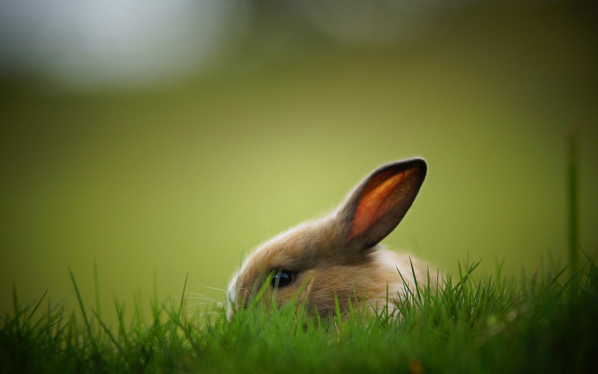 Girl With Rabbit Wallpapers - Wallpaper Cave