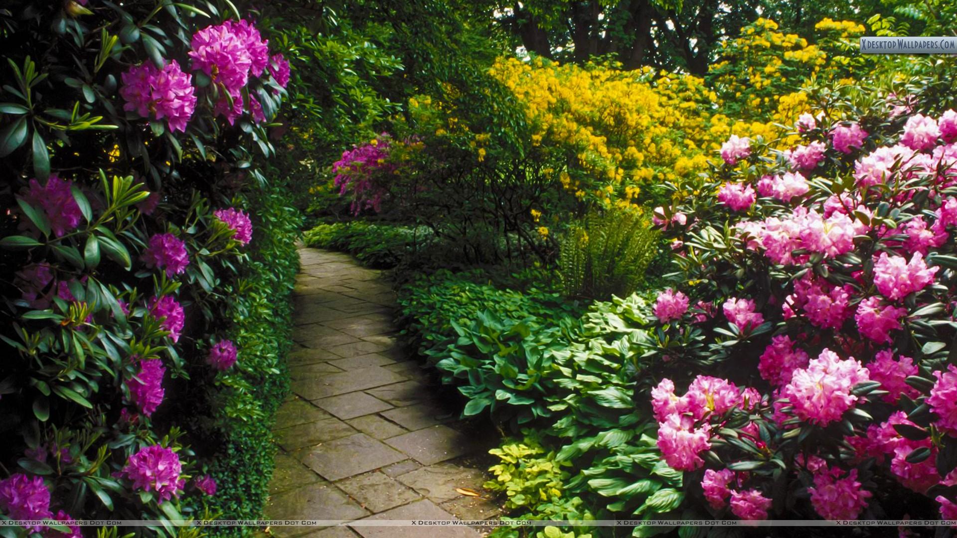 Rhododendrons Bloom Wallpapers - Wallpaper Cave