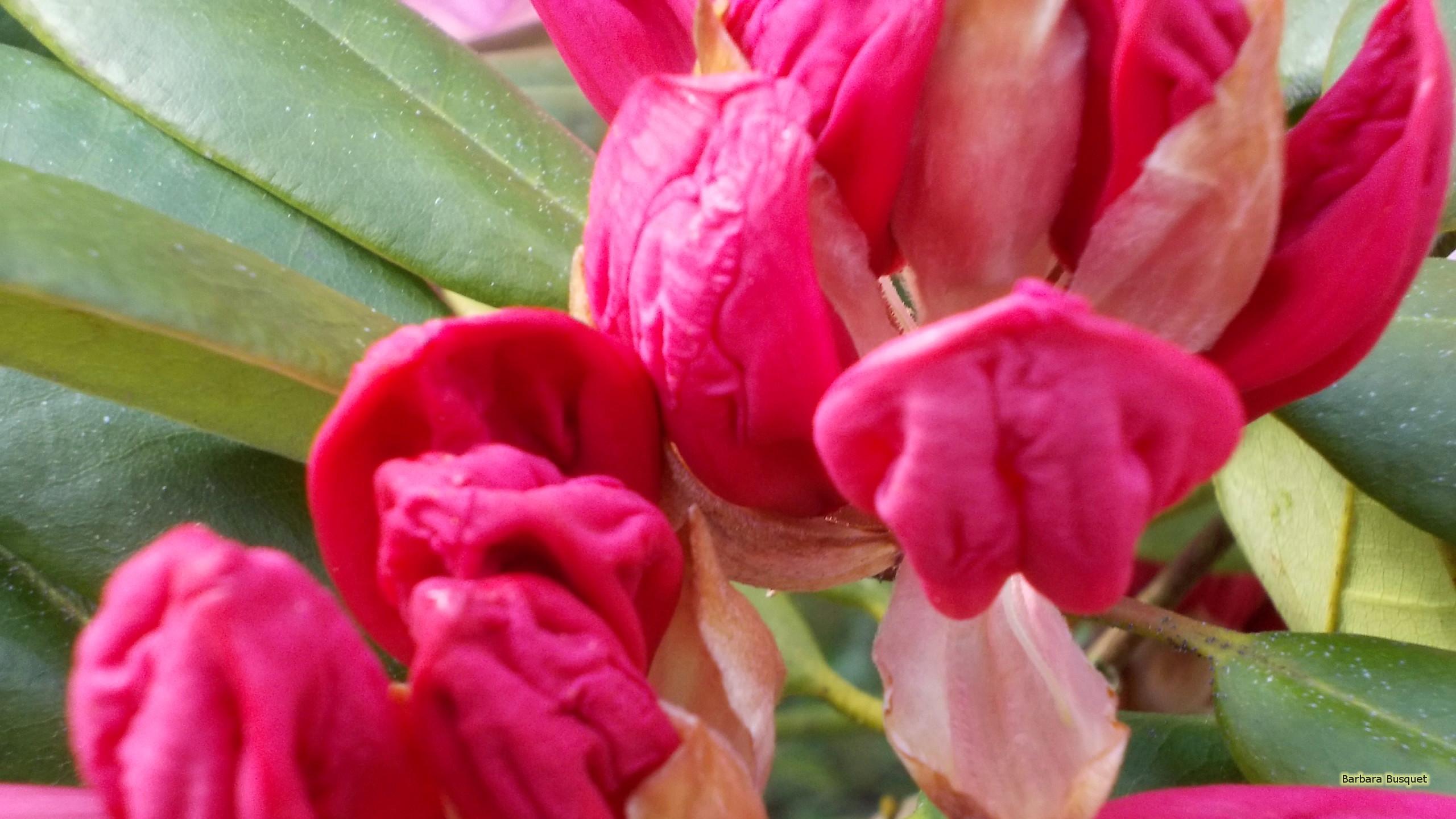 Rhododendrons Bloom Wallpapers - Wallpaper Cave