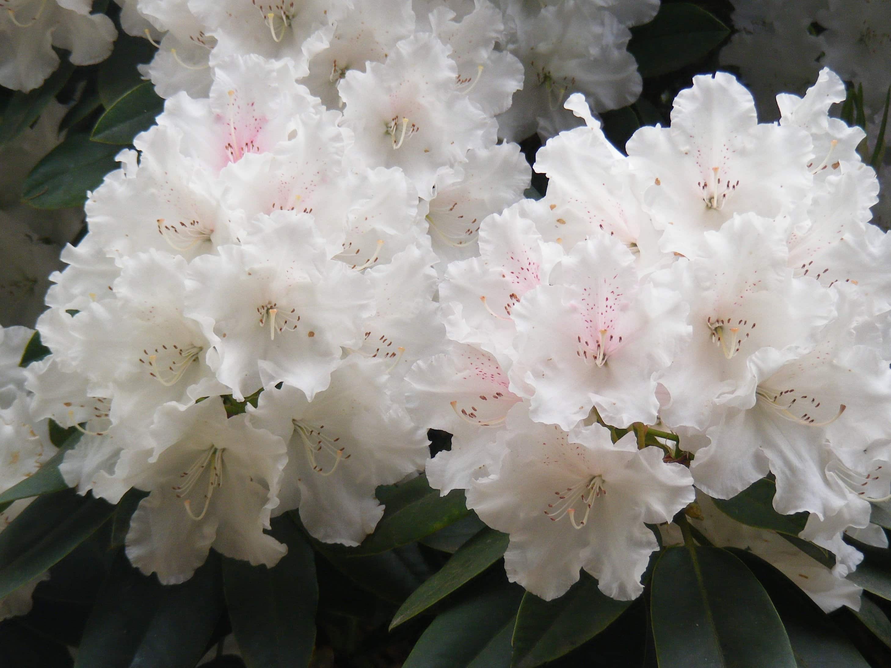 Rhododendrons Bloom Wallpapers - Wallpaper Cave