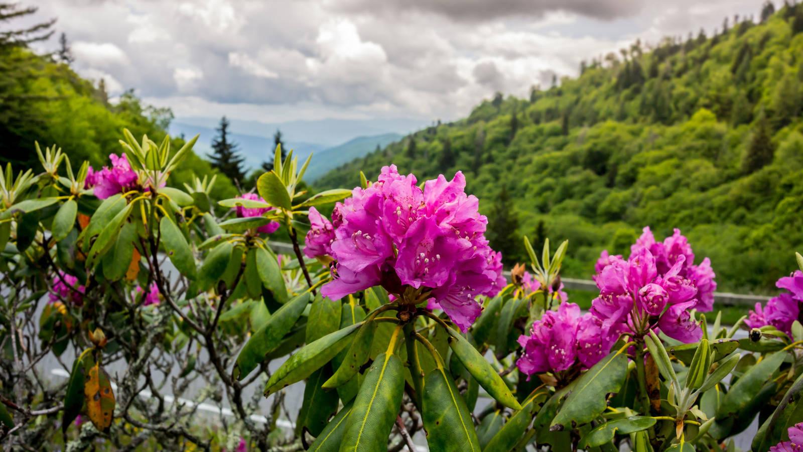 Rhododendrons Bloom Wallpapers - Wallpaper Cave