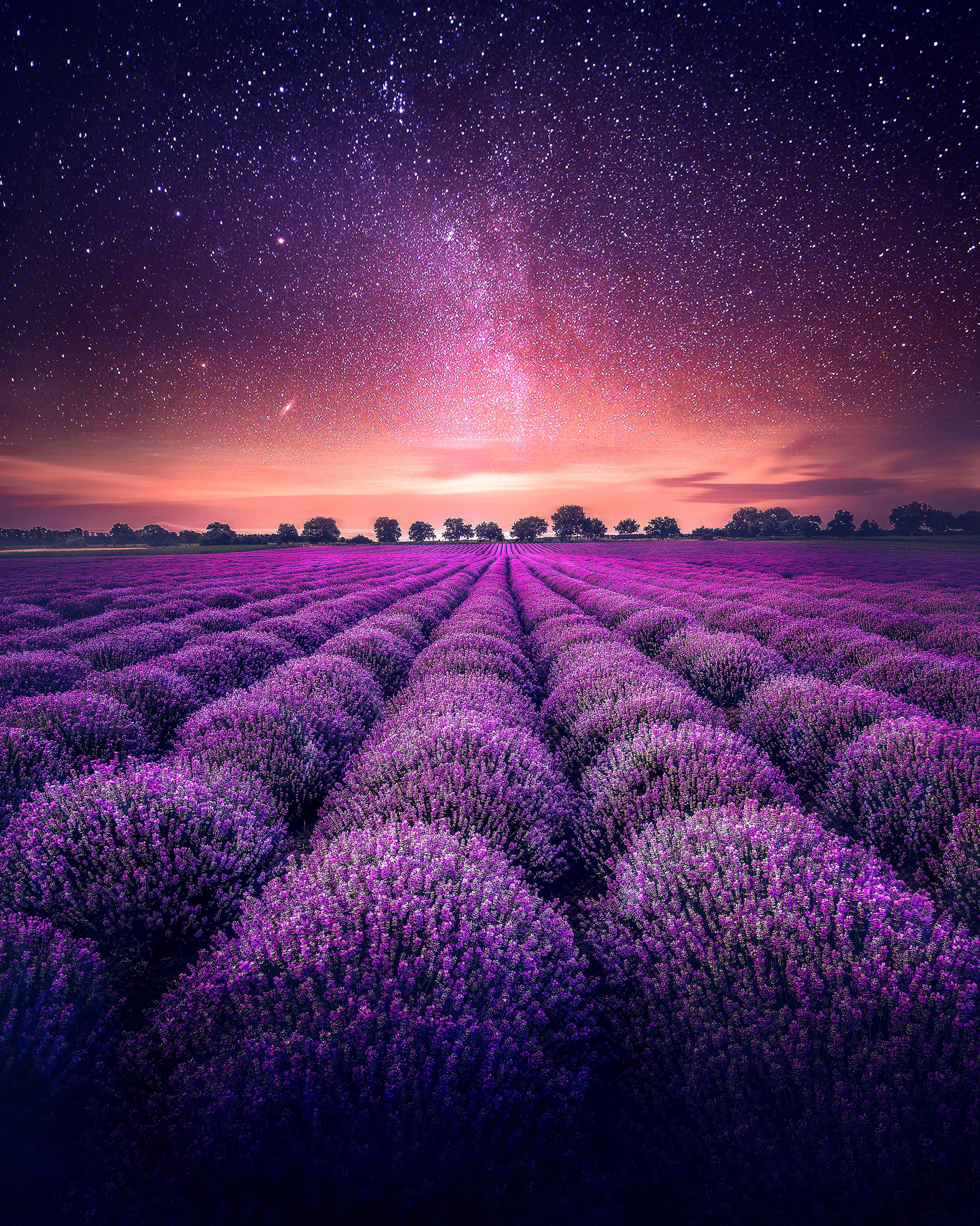 Lavender Field Bulgaria Wallpapers - Wallpaper Cave
