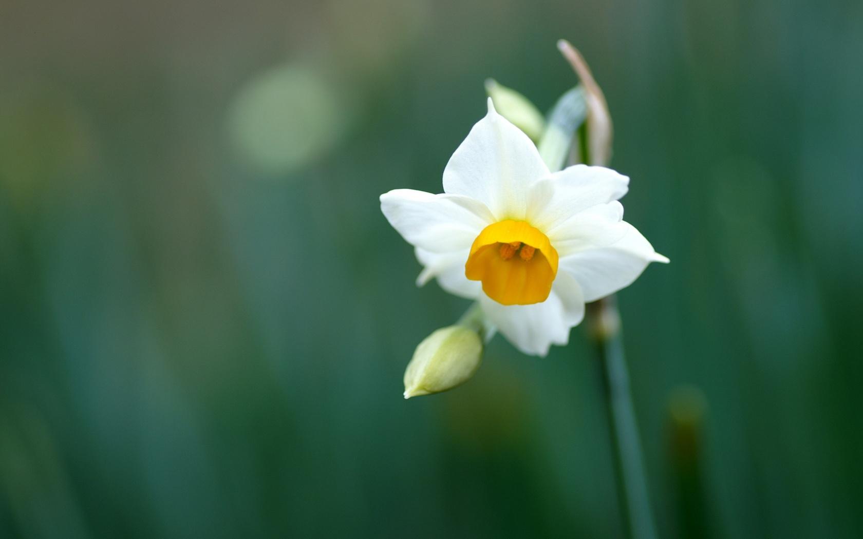 Pretty Daffodil Wallpapers - Wallpaper Cave