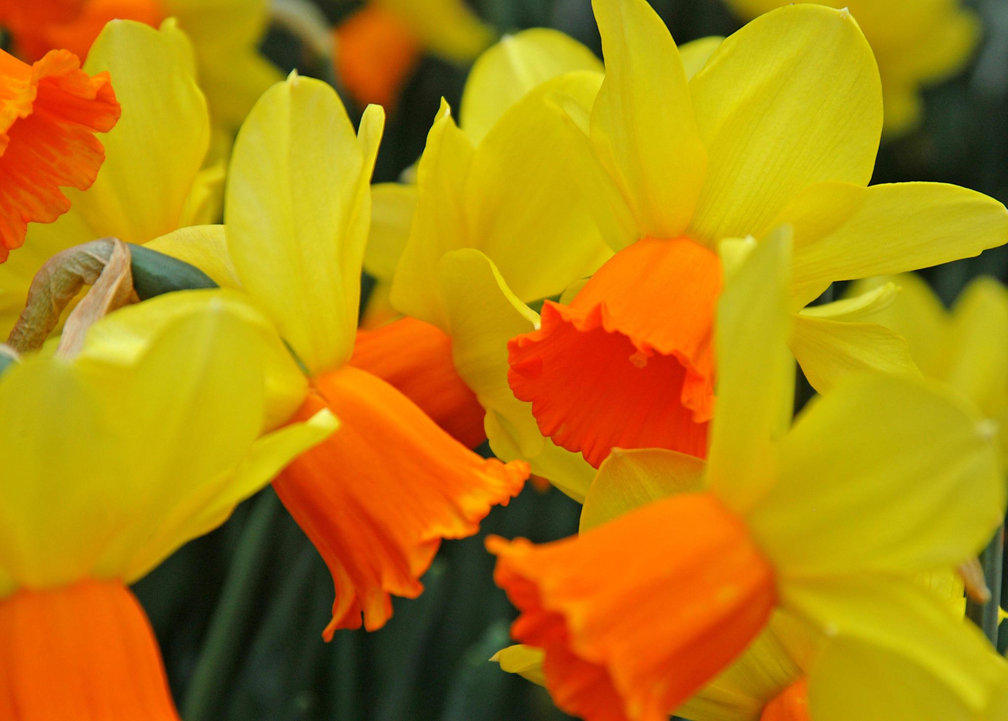Pretty Daffodil Wallpapers - Wallpaper Cave