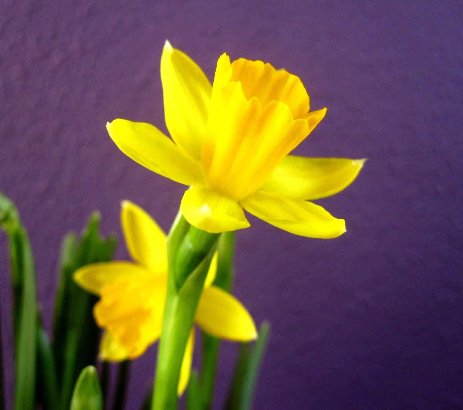 Pretty Daffodil Wallpapers - Wallpaper Cave
