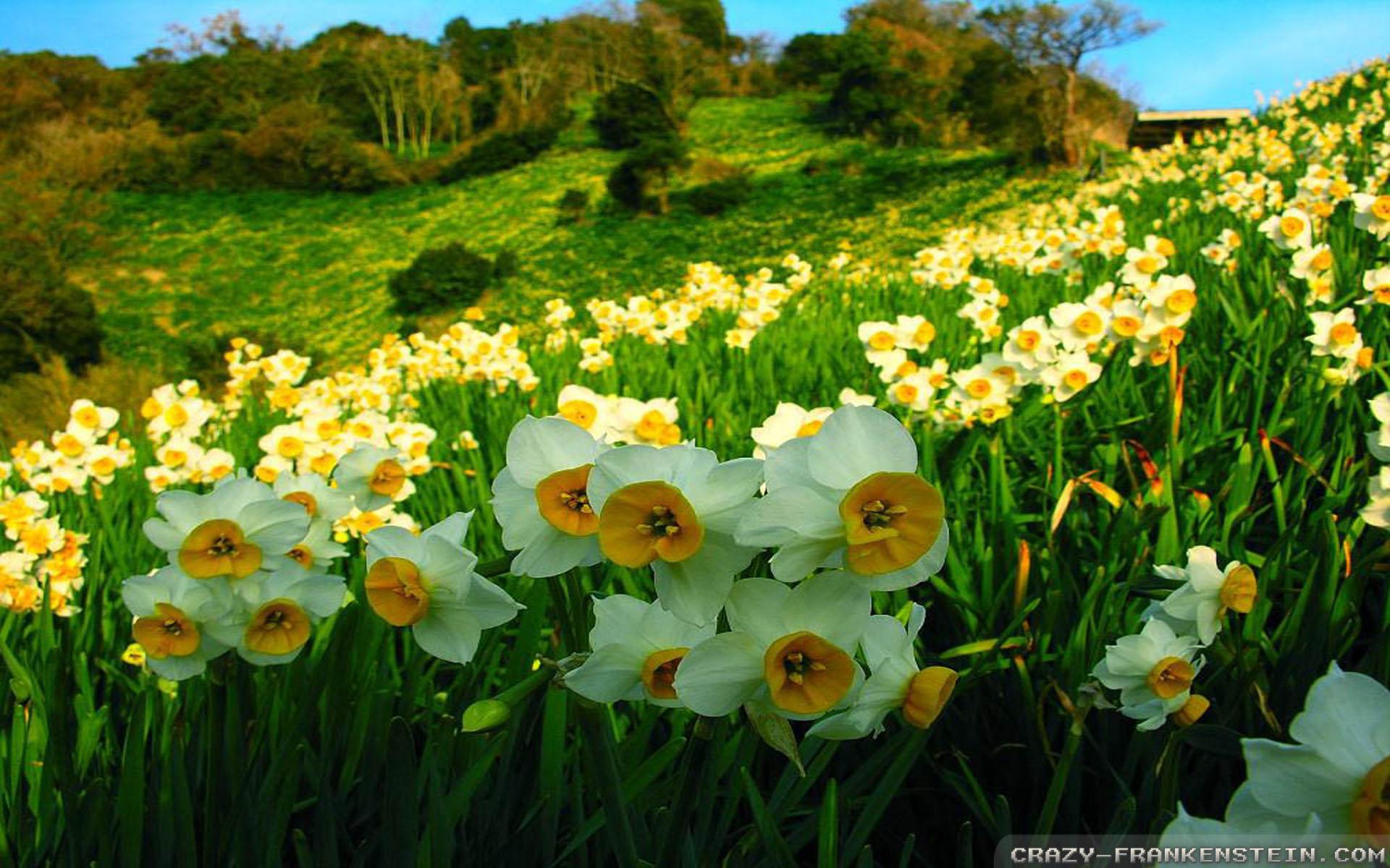 Pretty Daffodil Wallpapers - Wallpaper Cave