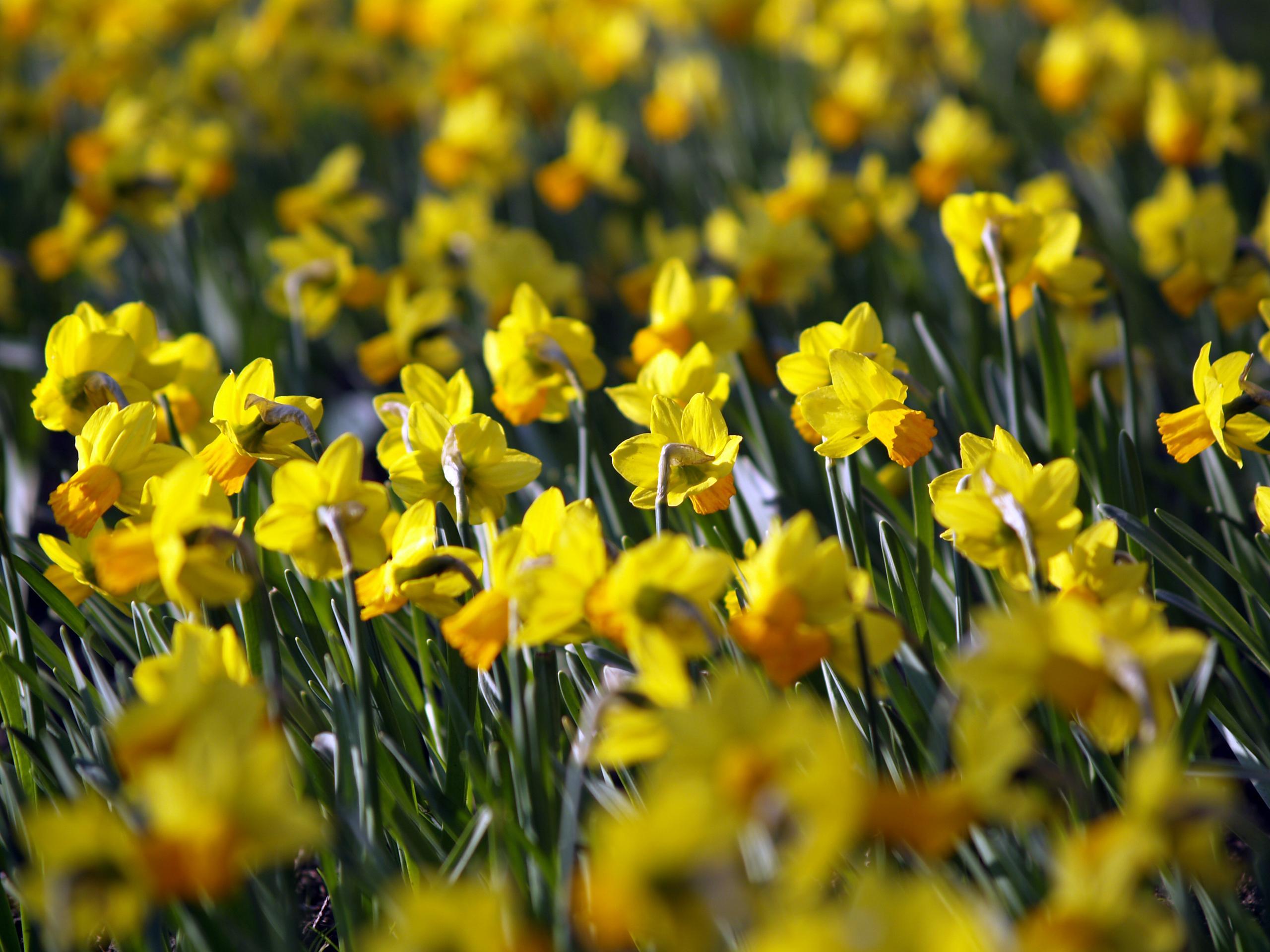 Pretty Daffodil Wallpapers - Wallpaper Cave
