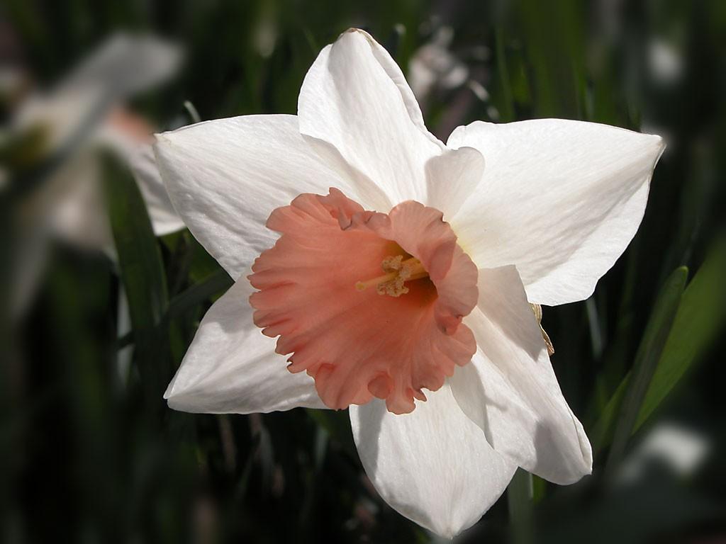 Pretty Daffodil Wallpapers - Wallpaper Cave