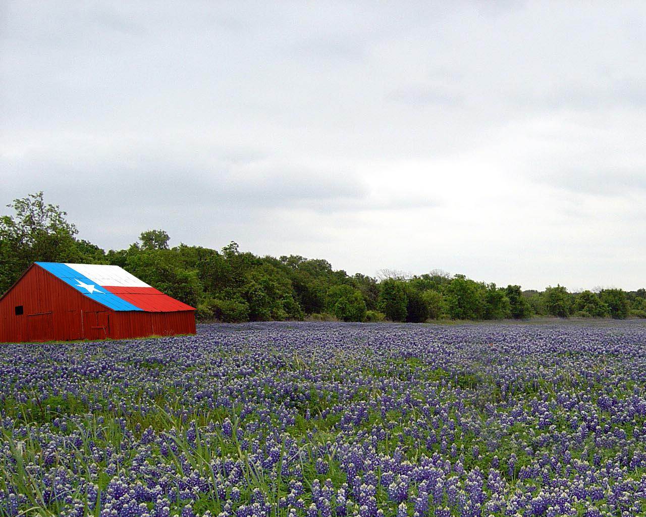 Texas Bluebonnets Wallpapers - Wallpaper Cave