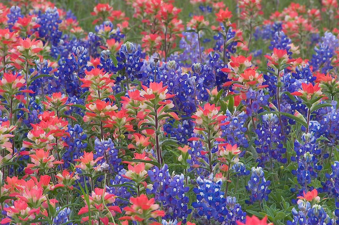 Texas Bluebonnets Wallpapers - Wallpaper Cave
