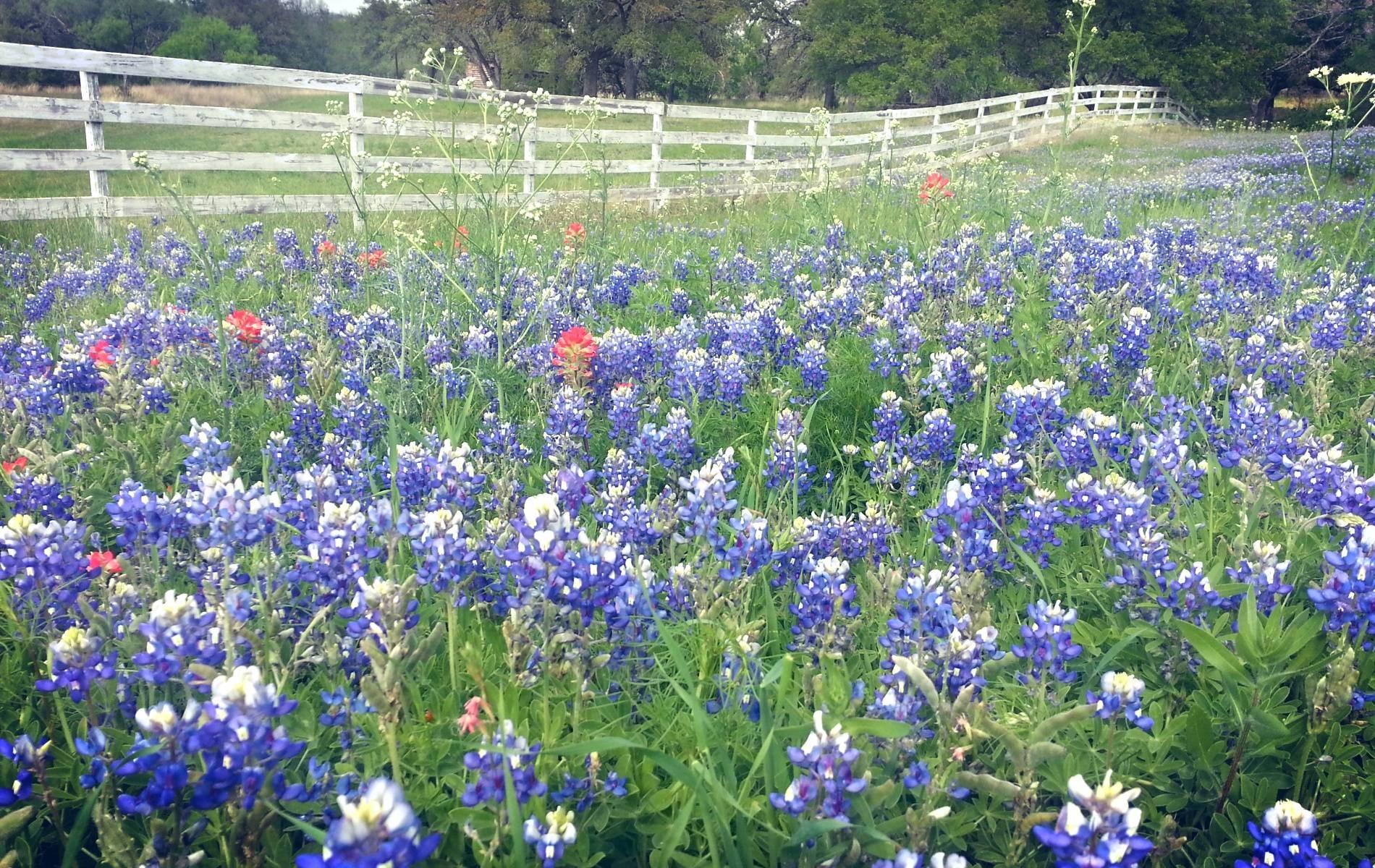 Texas Bluebonnets Wallpapers - Wallpaper Cave