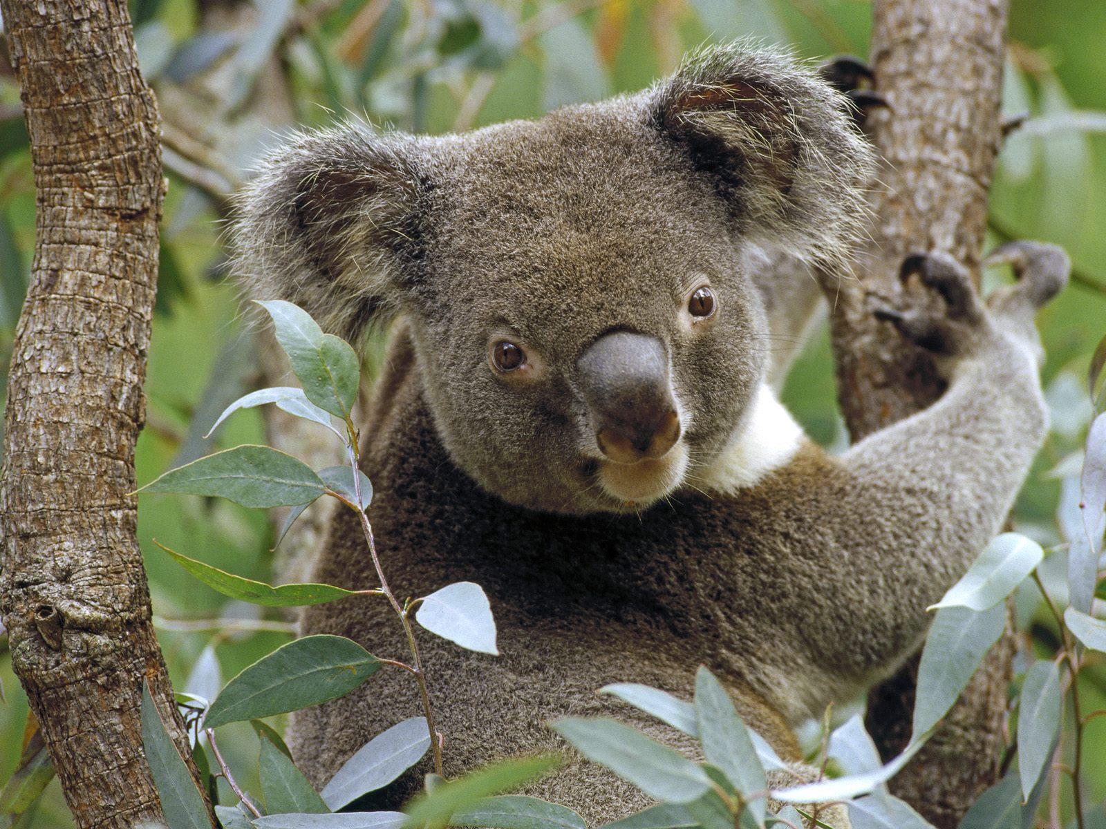 Australian Koala Bear Wallpapers - Wallpaper Cave